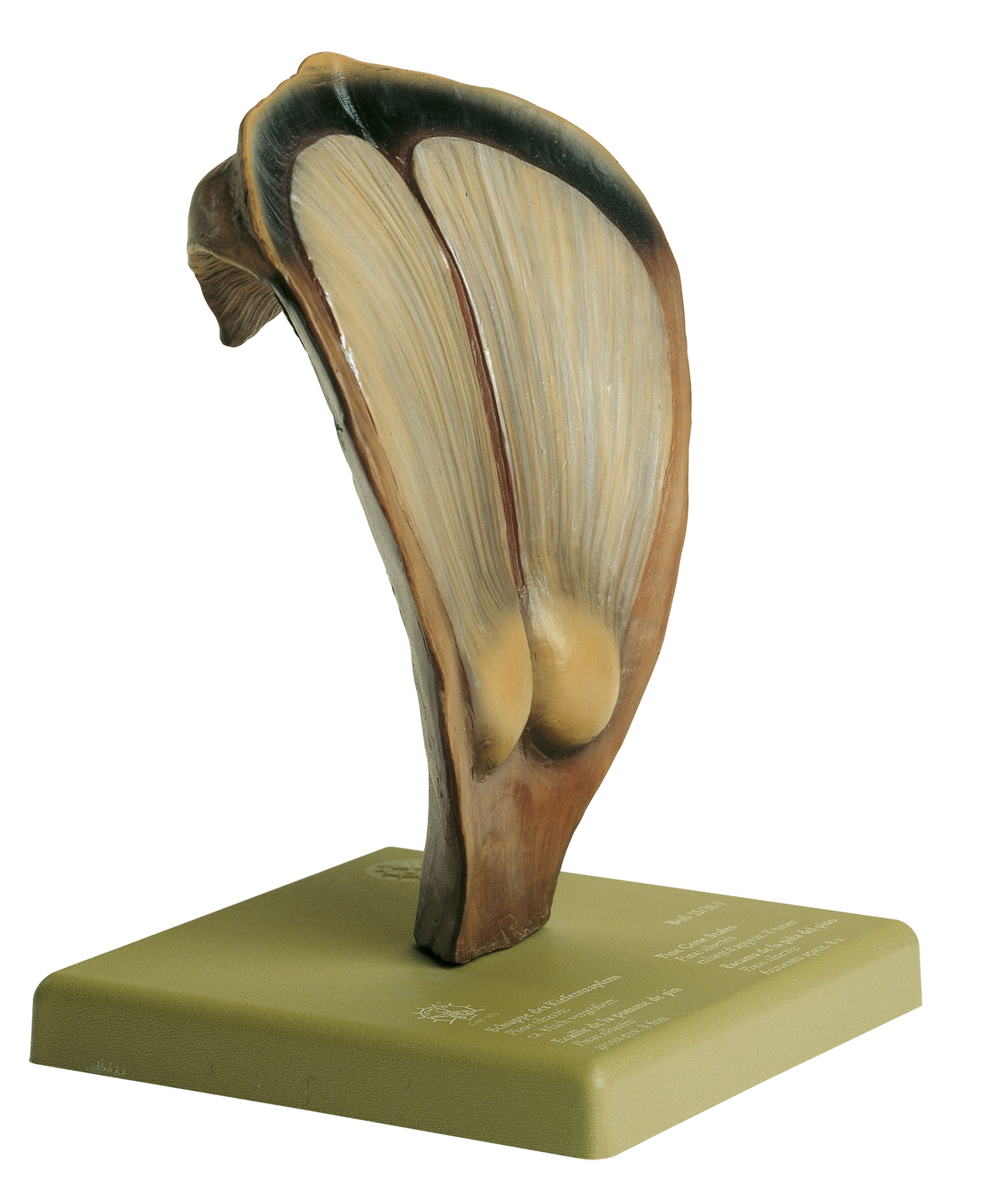 Pine Cone Scale - Adam,Rouilly