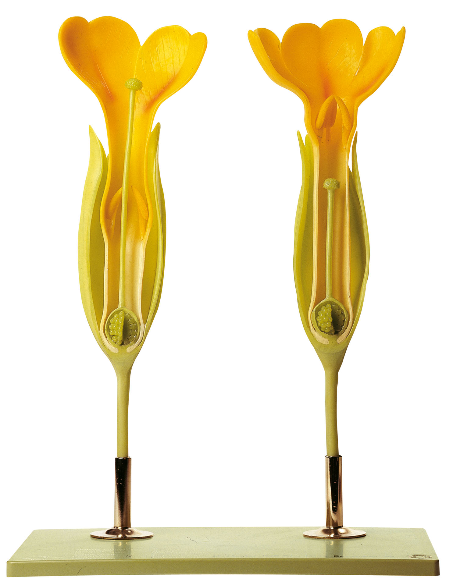 Scented Primrose | Adam,Rouilly