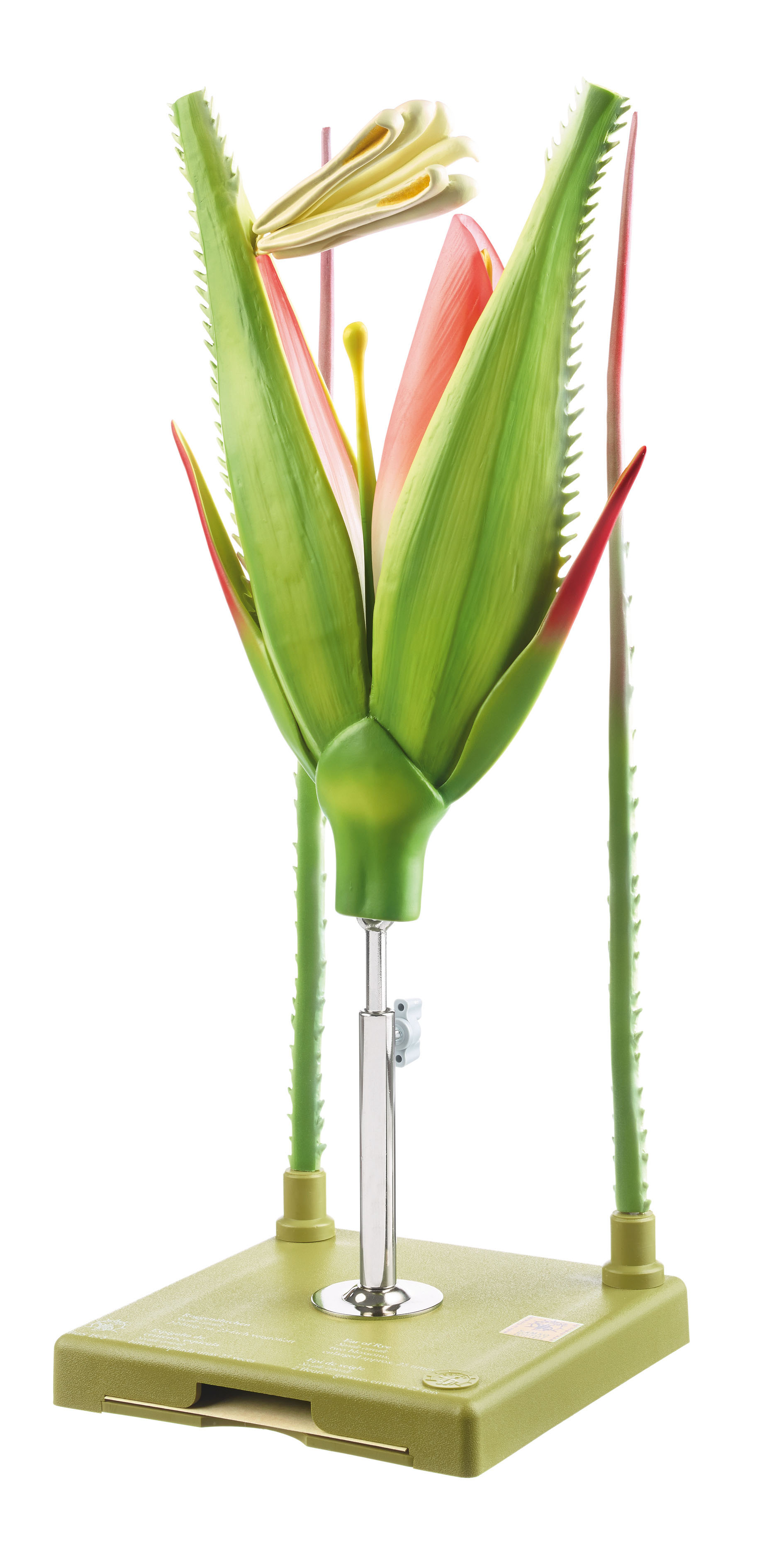 Rye Spikelet - Adam,Rouilly