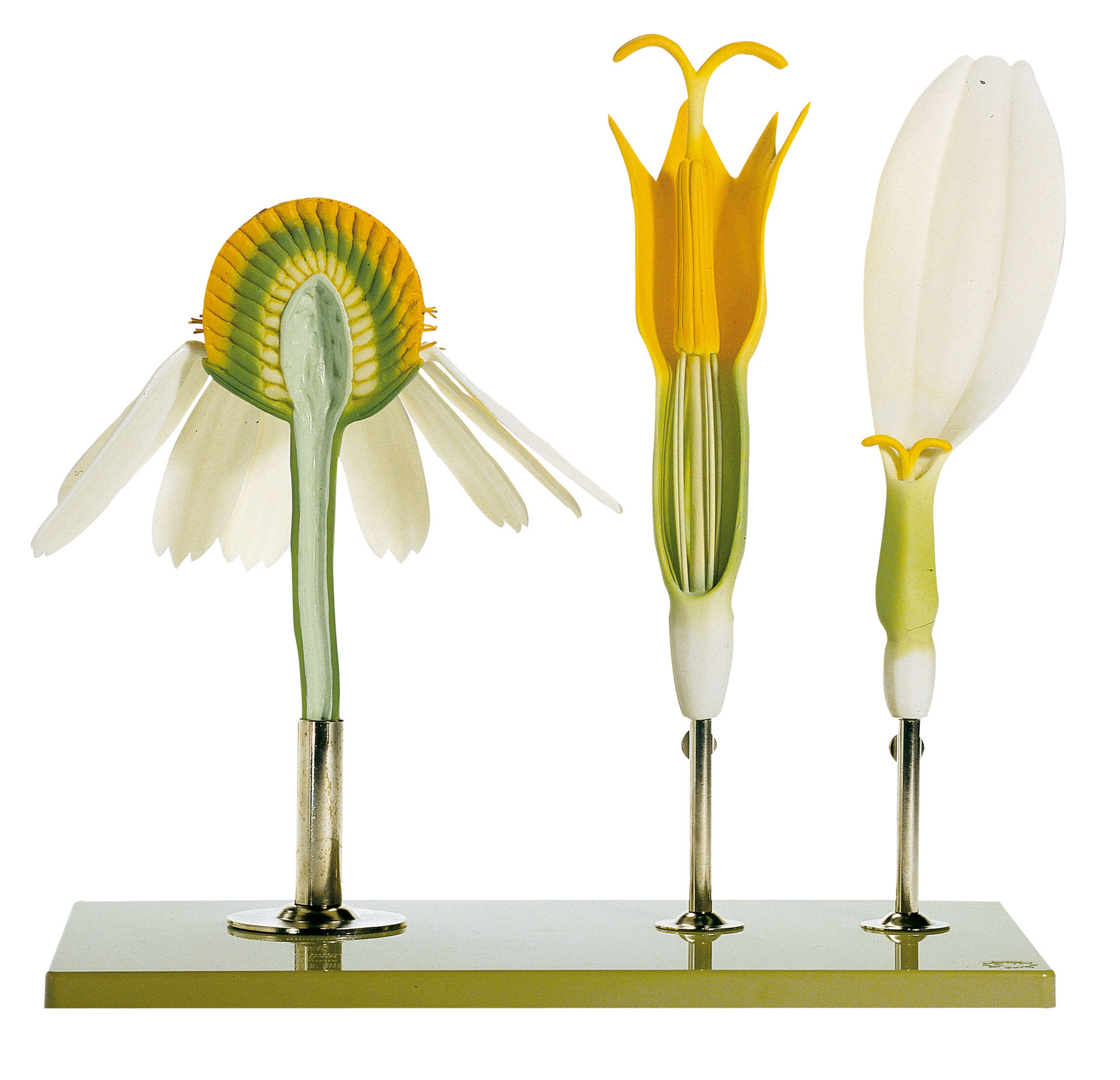 Real Chamomile - Adam,Rouilly