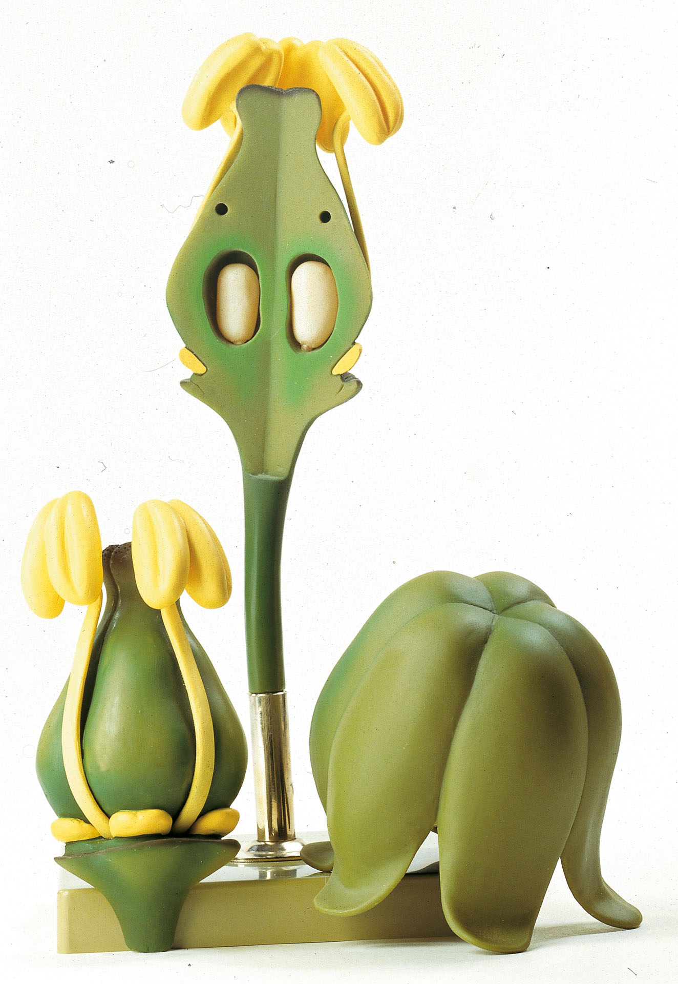 Flower of the Grape Vine | Adam,Rouilly