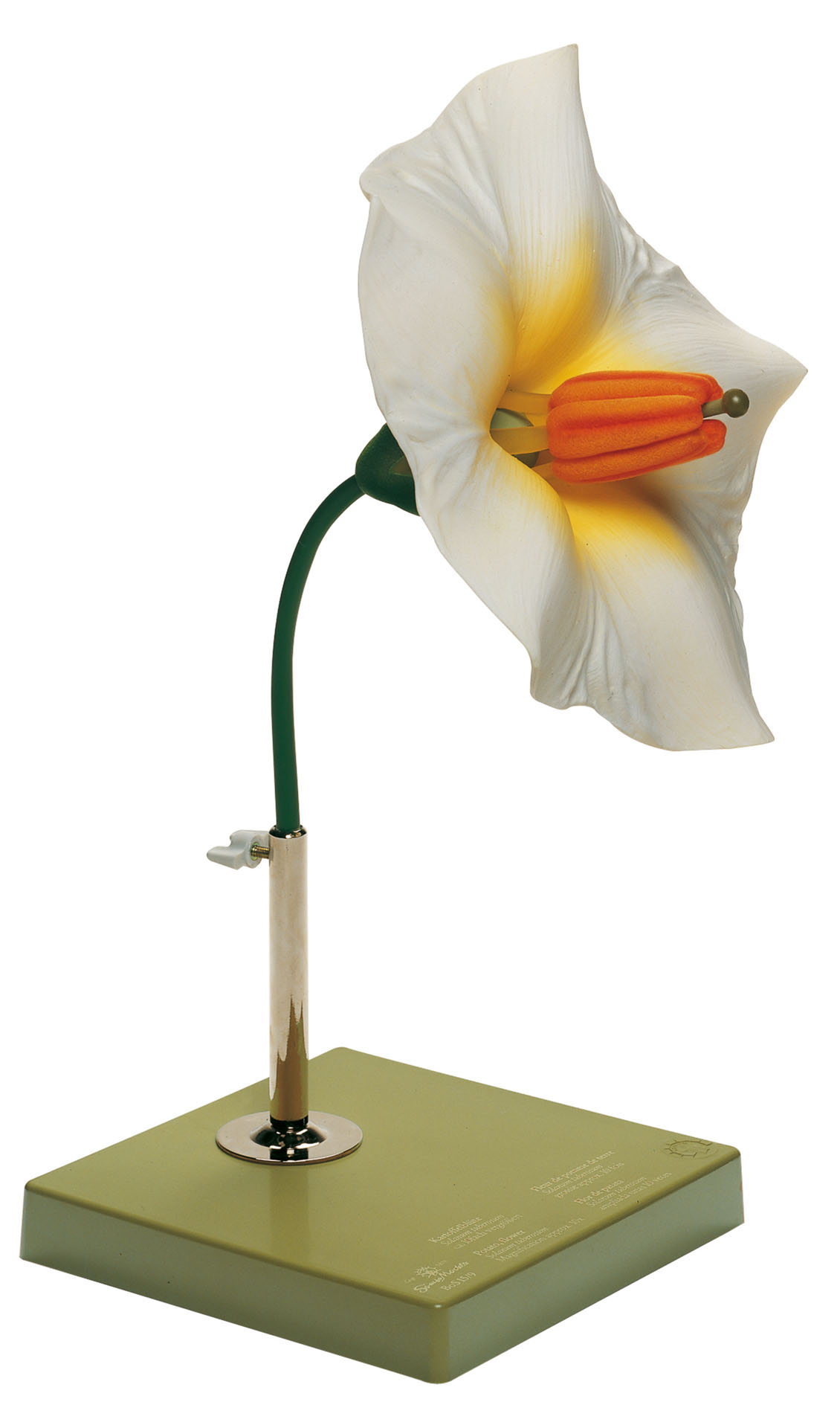 Potato Flower | Adam,Rouilly