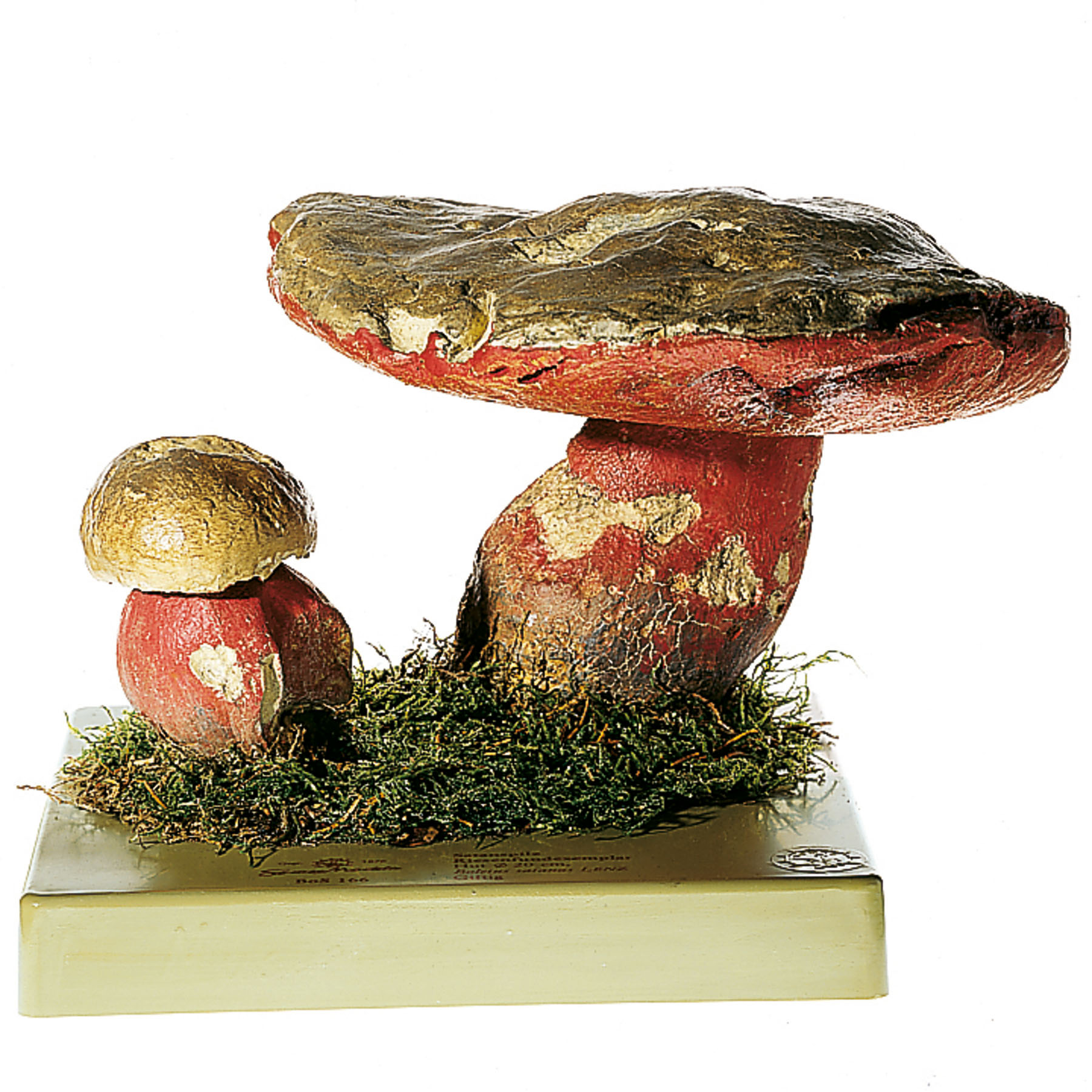 Devil's Bolete - Adam,Rouilly