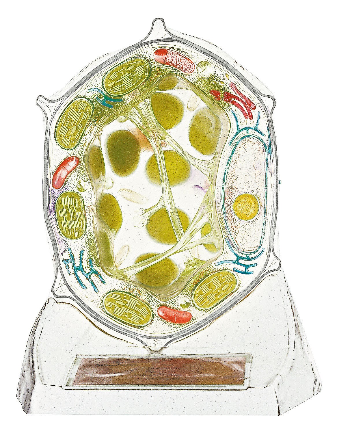 Plant Cell - Enlarged 6000 Times - Adam,Rouilly