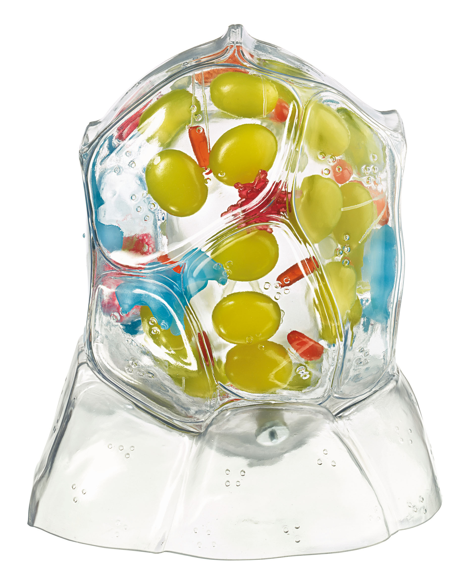 Plant Cell - Enlarged 6000 Times - Adam,Rouilly