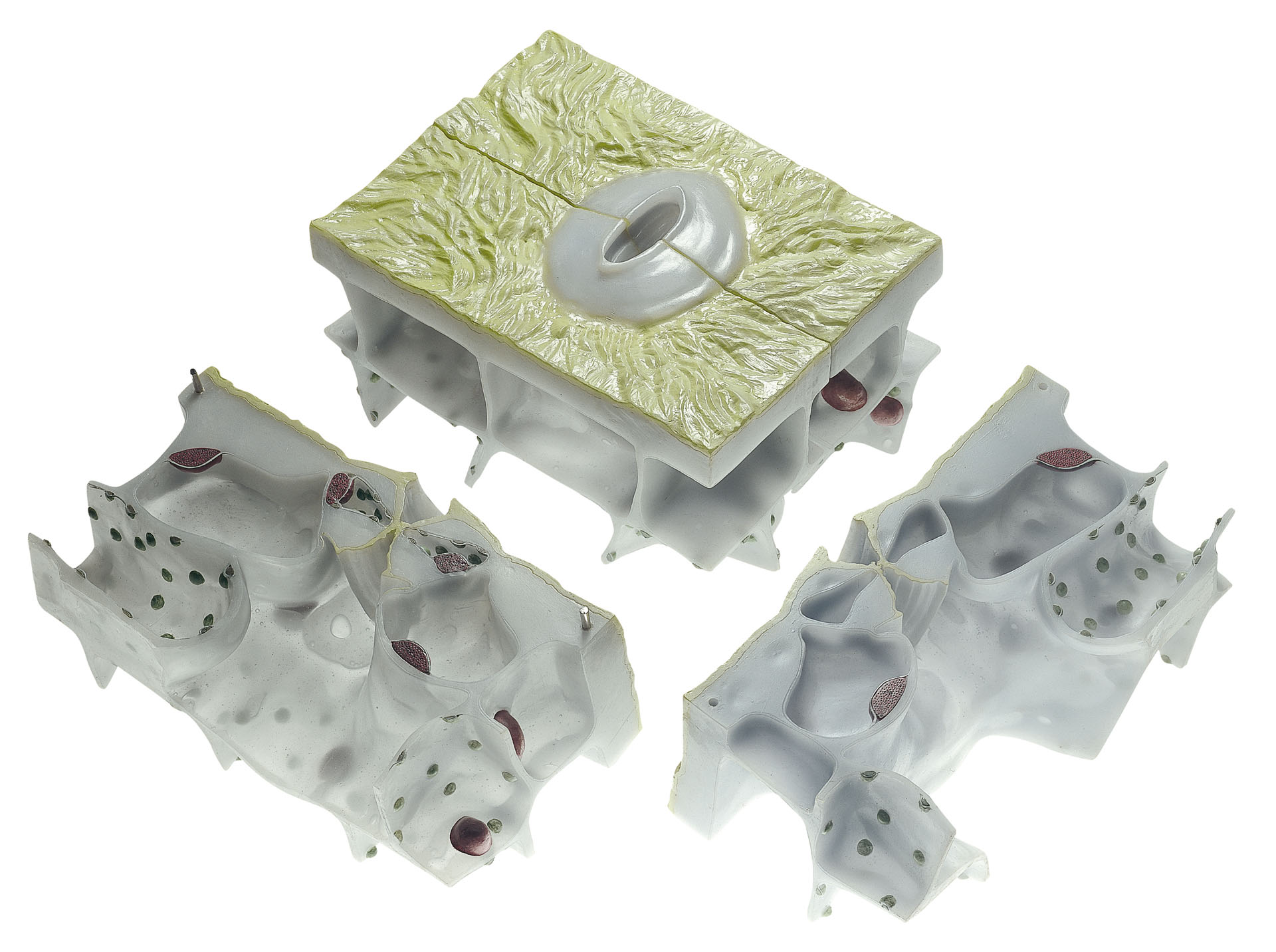 Stoma From the Lower Surface of a Christmas Rose Leaf - Adam,Rouilly