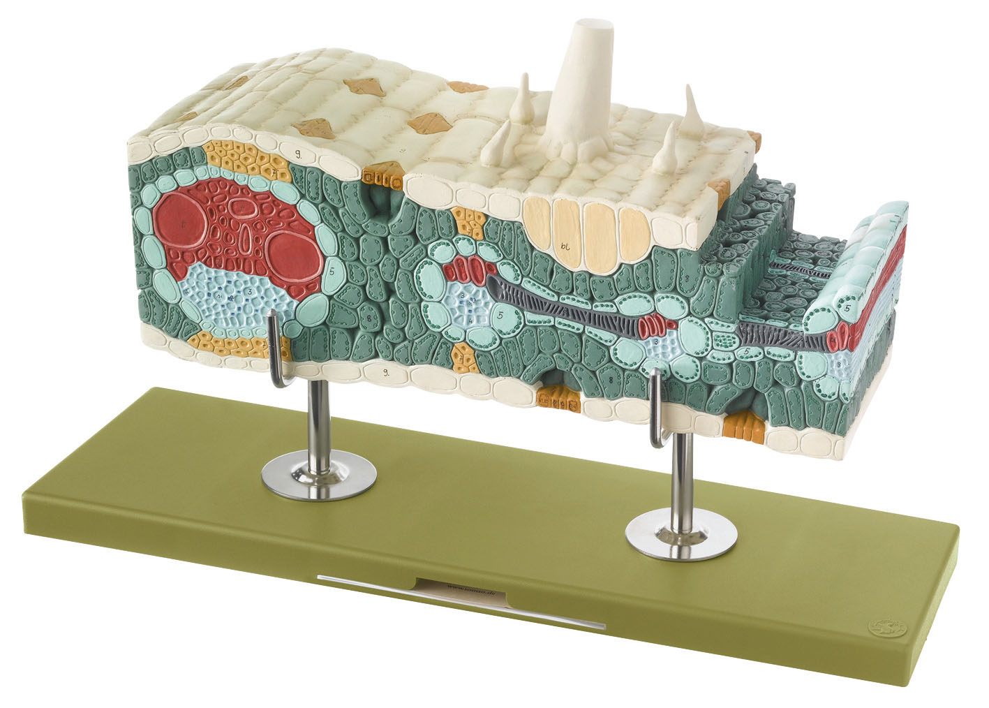 Maize Leaf in Longitudinal and Cross Section - Adam,Rouilly