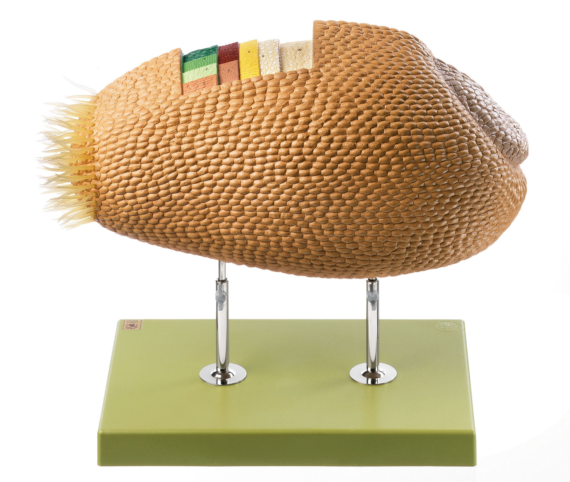 Model of a Wheat Grain Cross Section - Adam,Rouilly