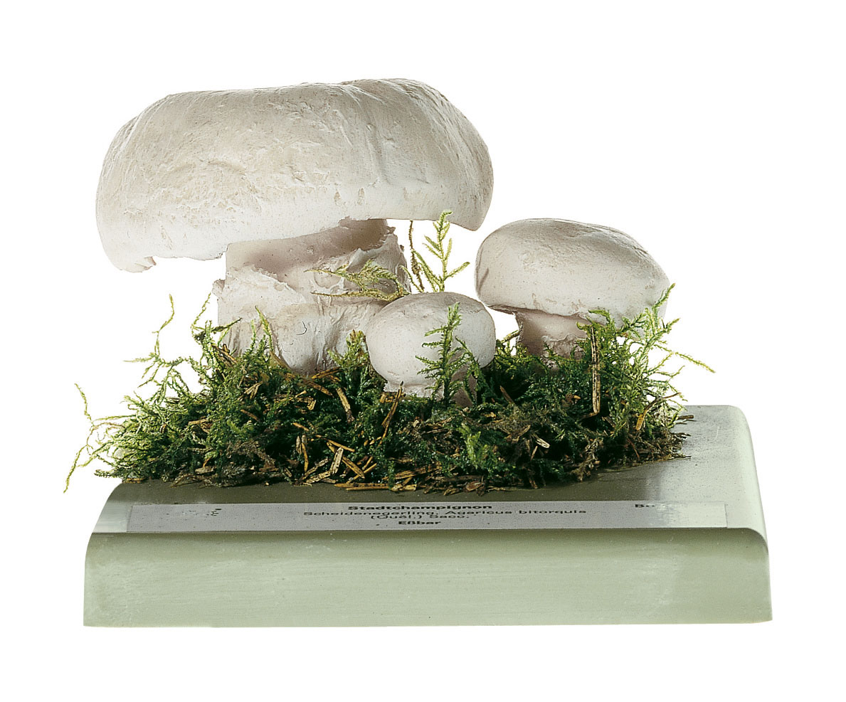 Pavement Mushroom - Adam,Rouilly