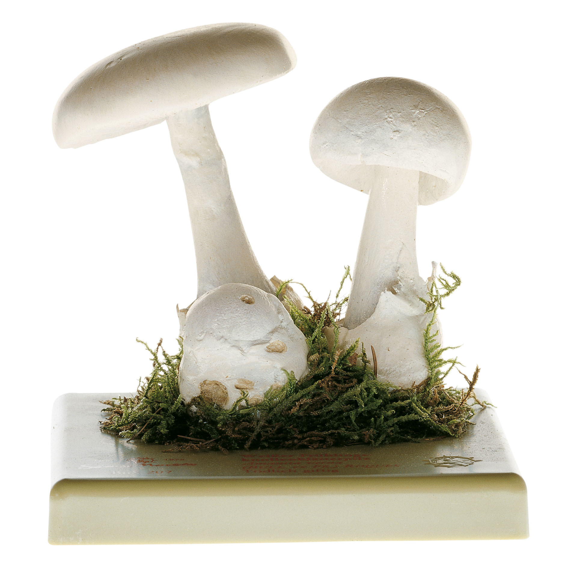 Fool's Mushroom - Adam,Rouilly