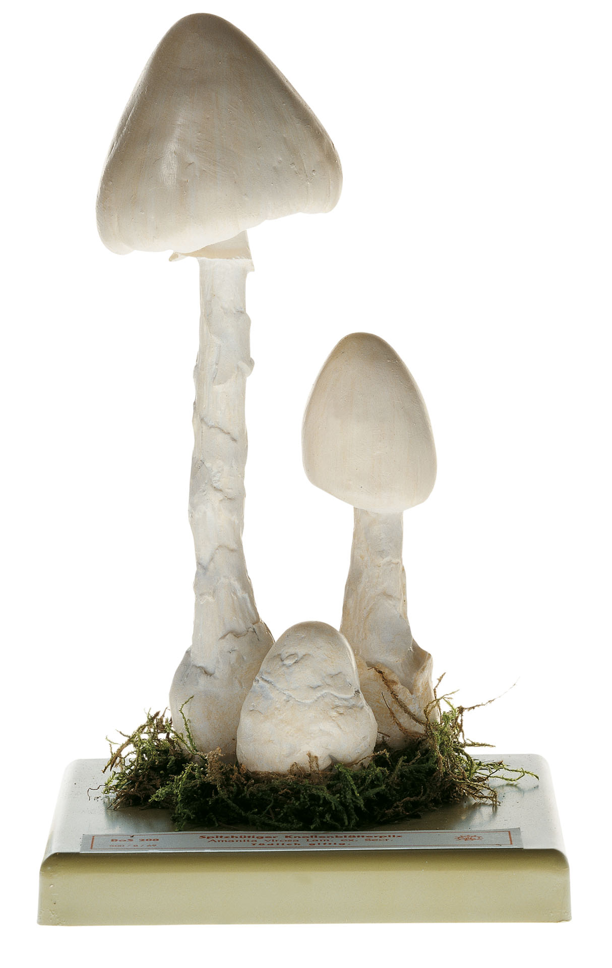 Destroying Angel - Adam,Rouilly