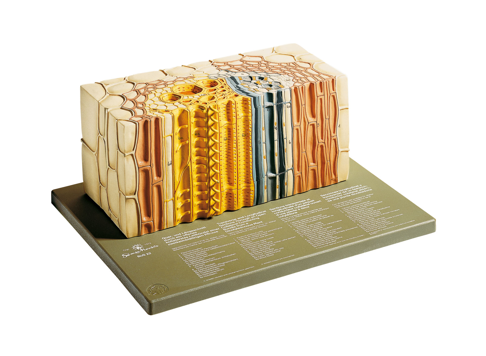 Open Collateral Vascular Bundle | Adam,Rouilly