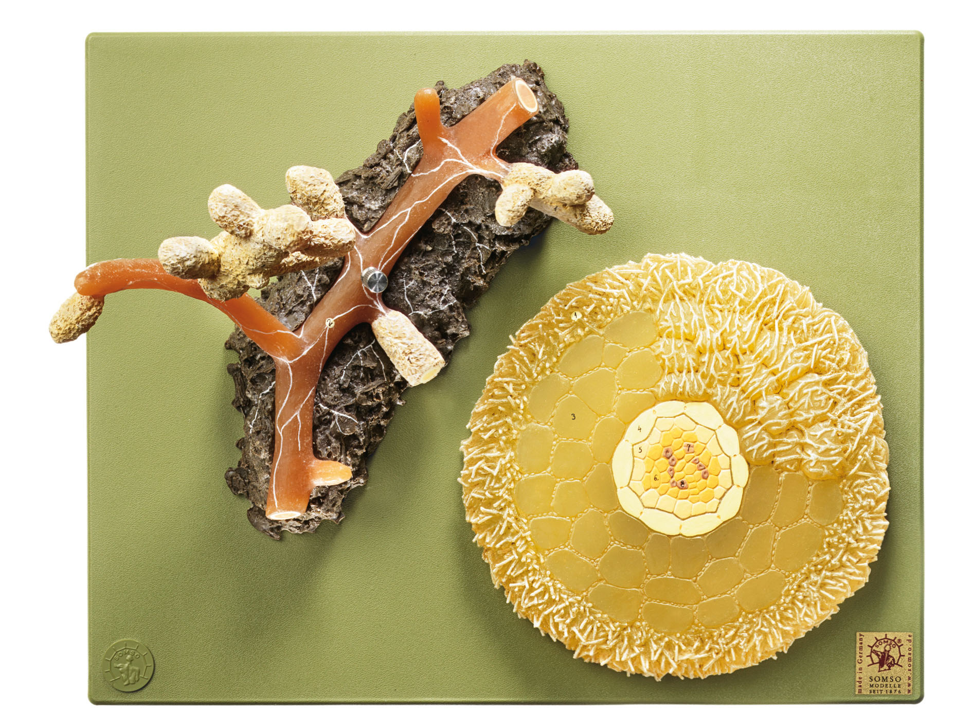 Scots Pine Mycorrhiza - Adam,Rouilly