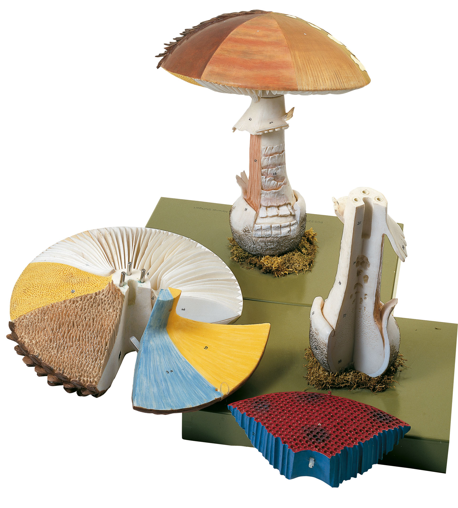 Structure of Hat Fungi - Adam,Rouilly