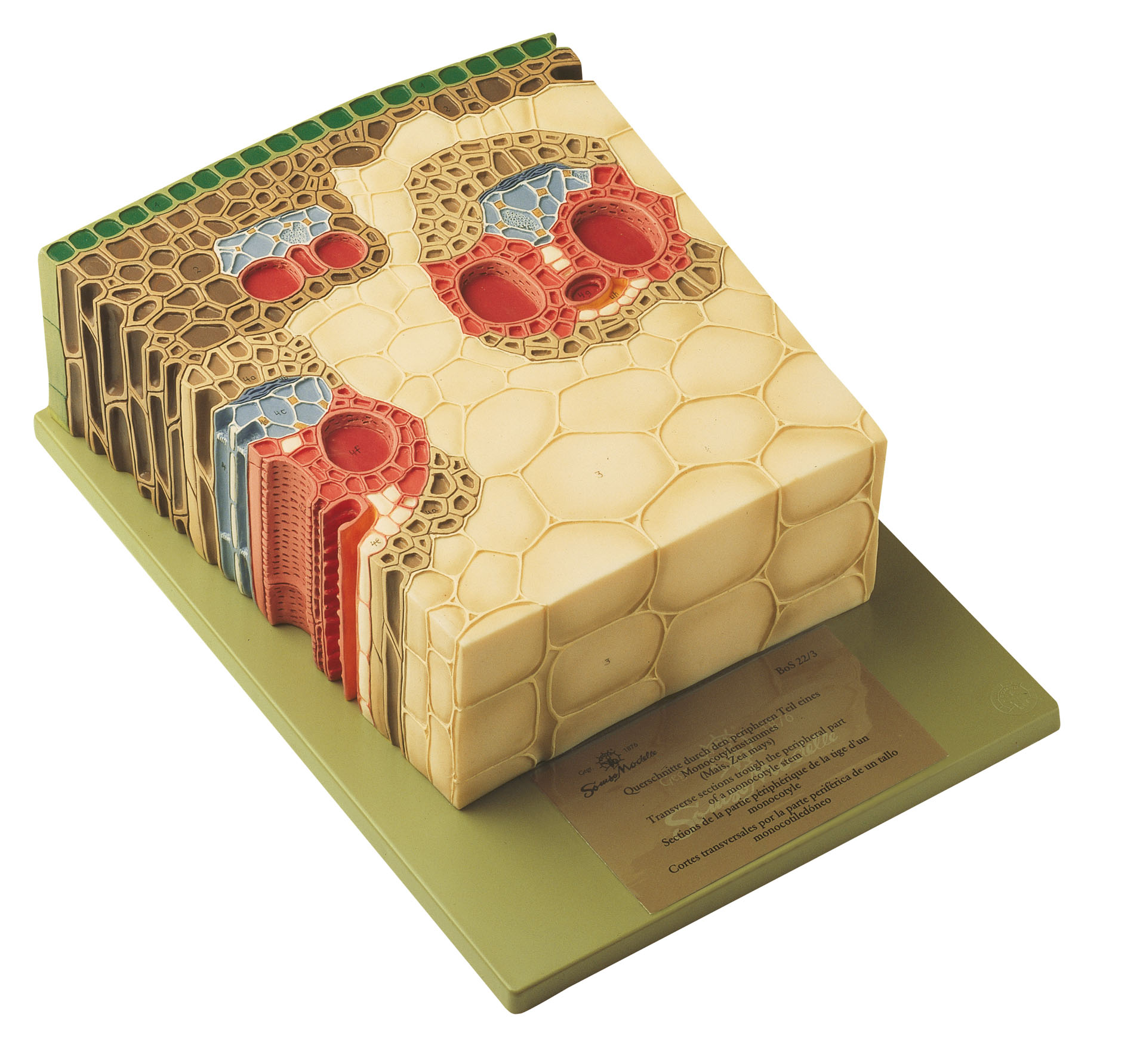 Section Through The Peripheral Part Of a Monocotyle Stem | Adam,Rouilly