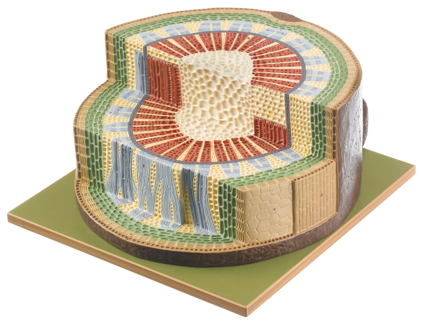 Section Through the Wood (Stem) a One Year Old Dicotyledonous Plant ...