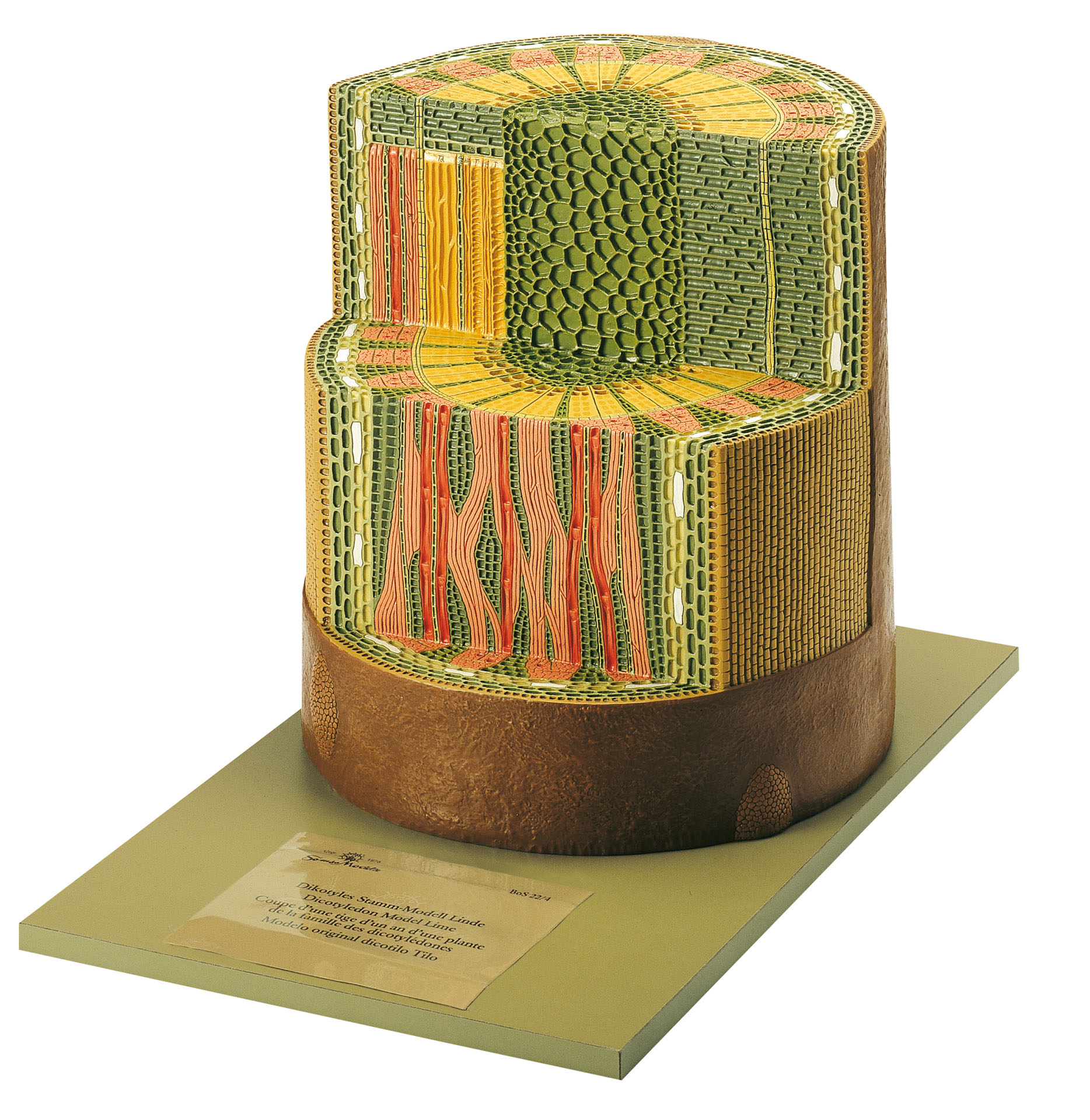 Section Through the Stem of a One Year Old Dicotyledonous Plant - Adam ...