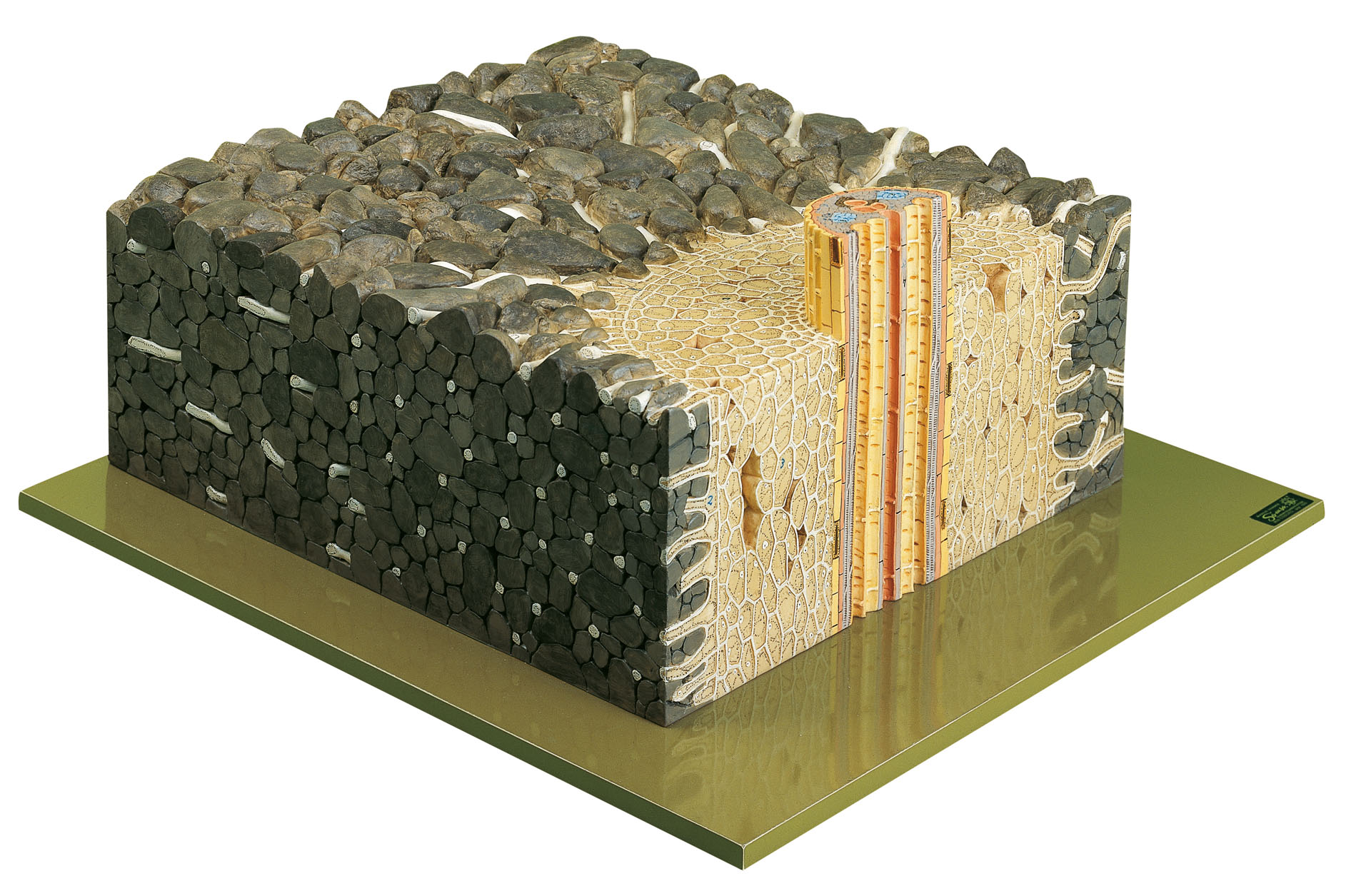 Young Root of the Buttercup | Adam,Rouilly