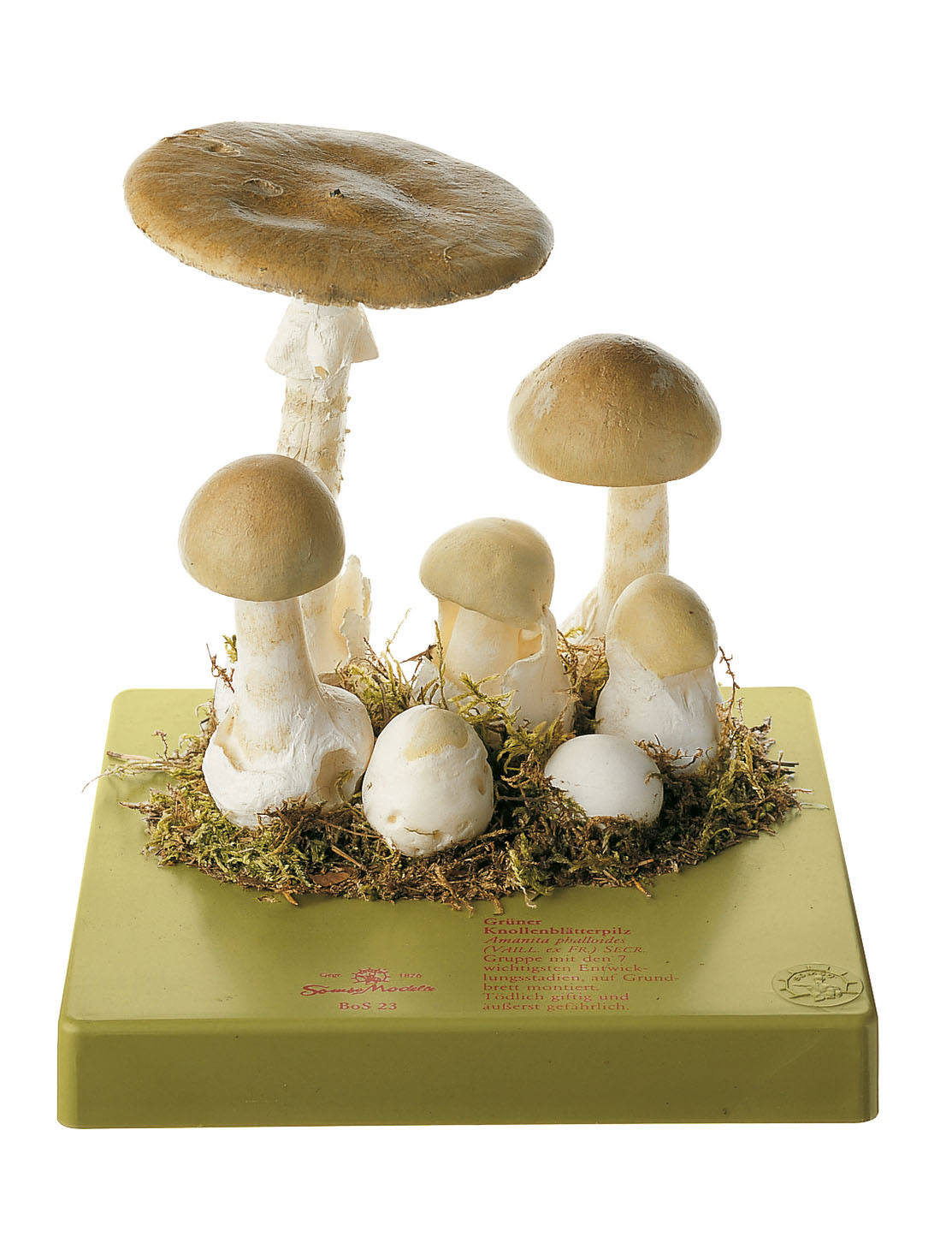 Death Cap - Adam,Rouilly