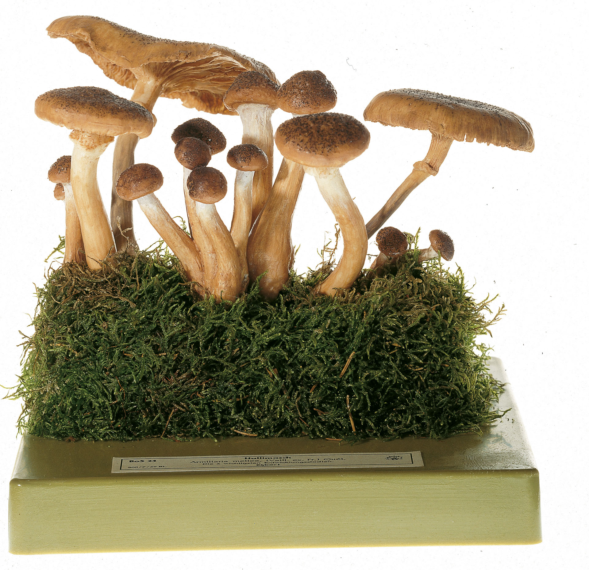 Honey Fungus - Adam,Rouilly