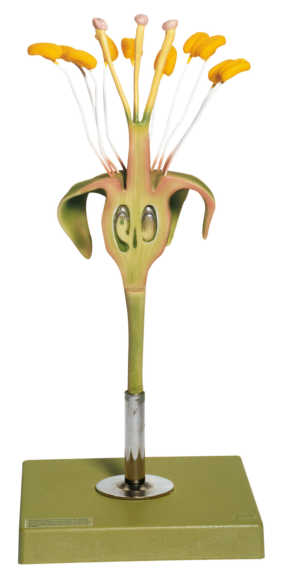 Apple Blossom - Longitudinal Section Of The Ovary | Adam,Rouilly