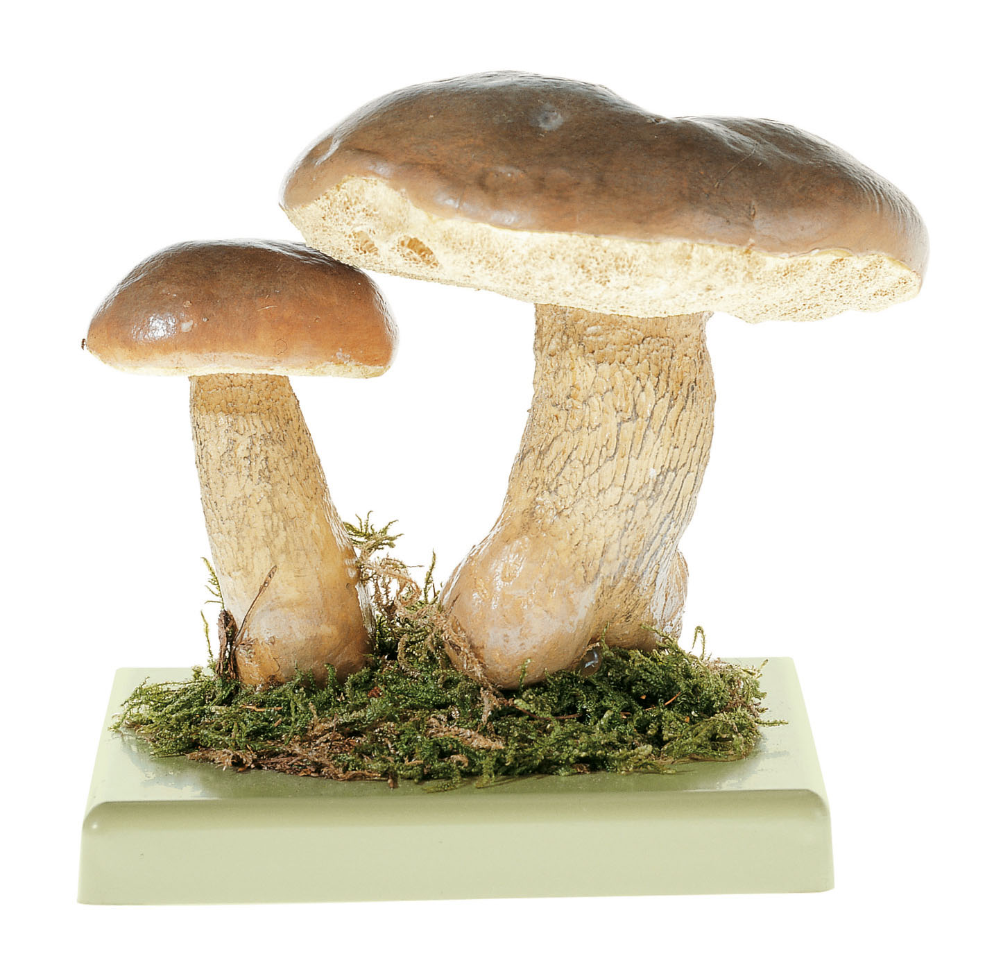 Bitter Bolete | Adam,Rouilly