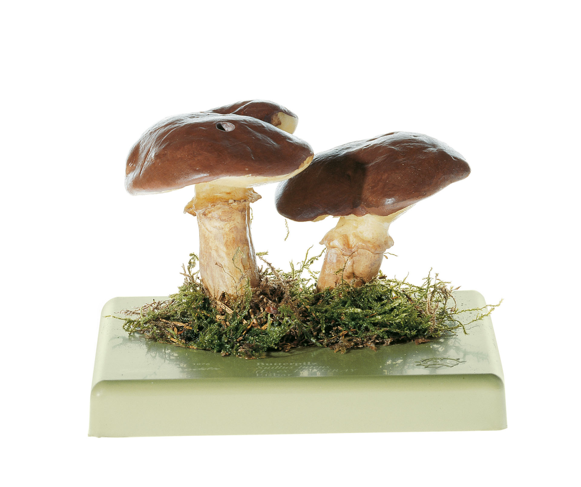 Slippery Jack - Adam,Rouilly