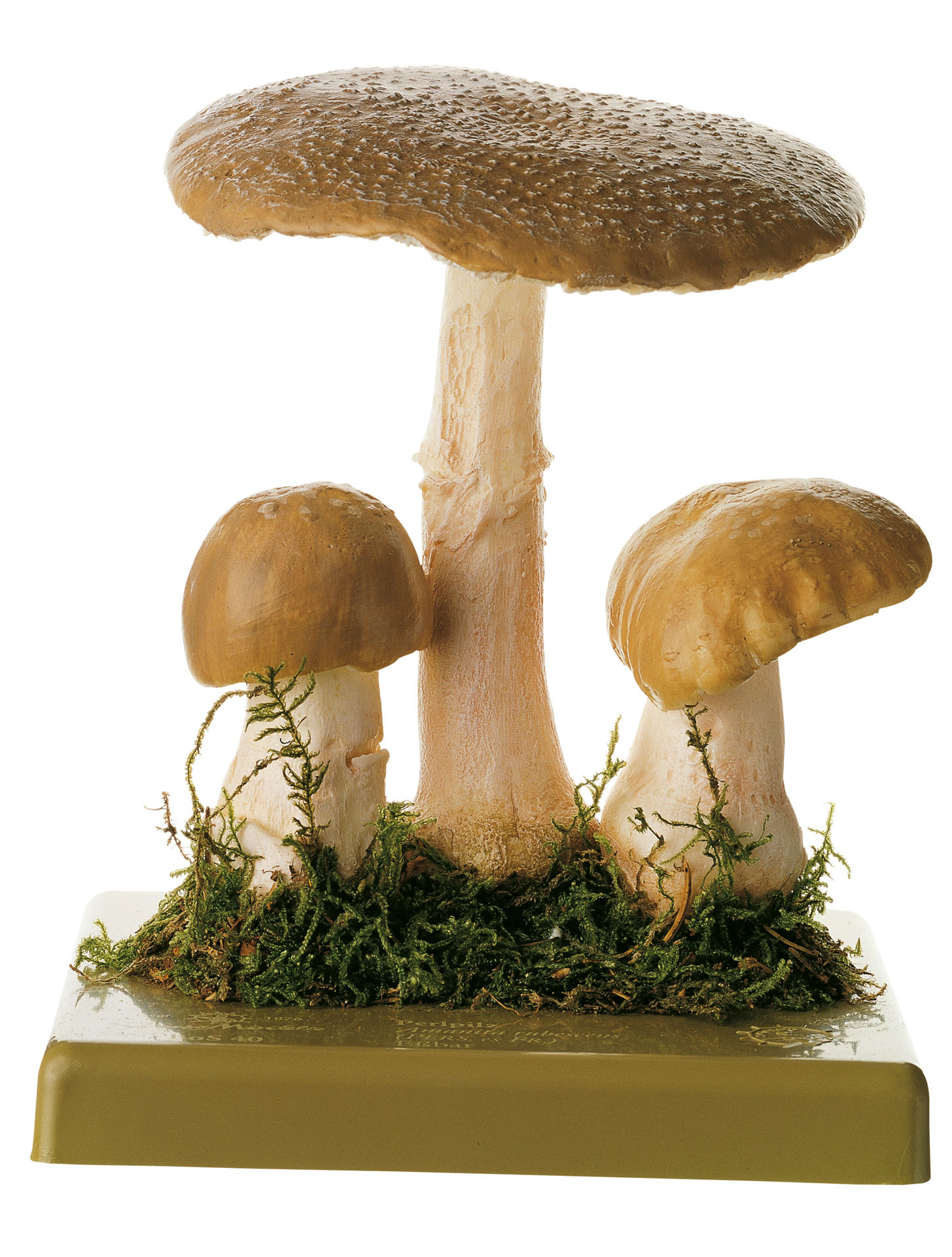 Blusher - Adam,Rouilly