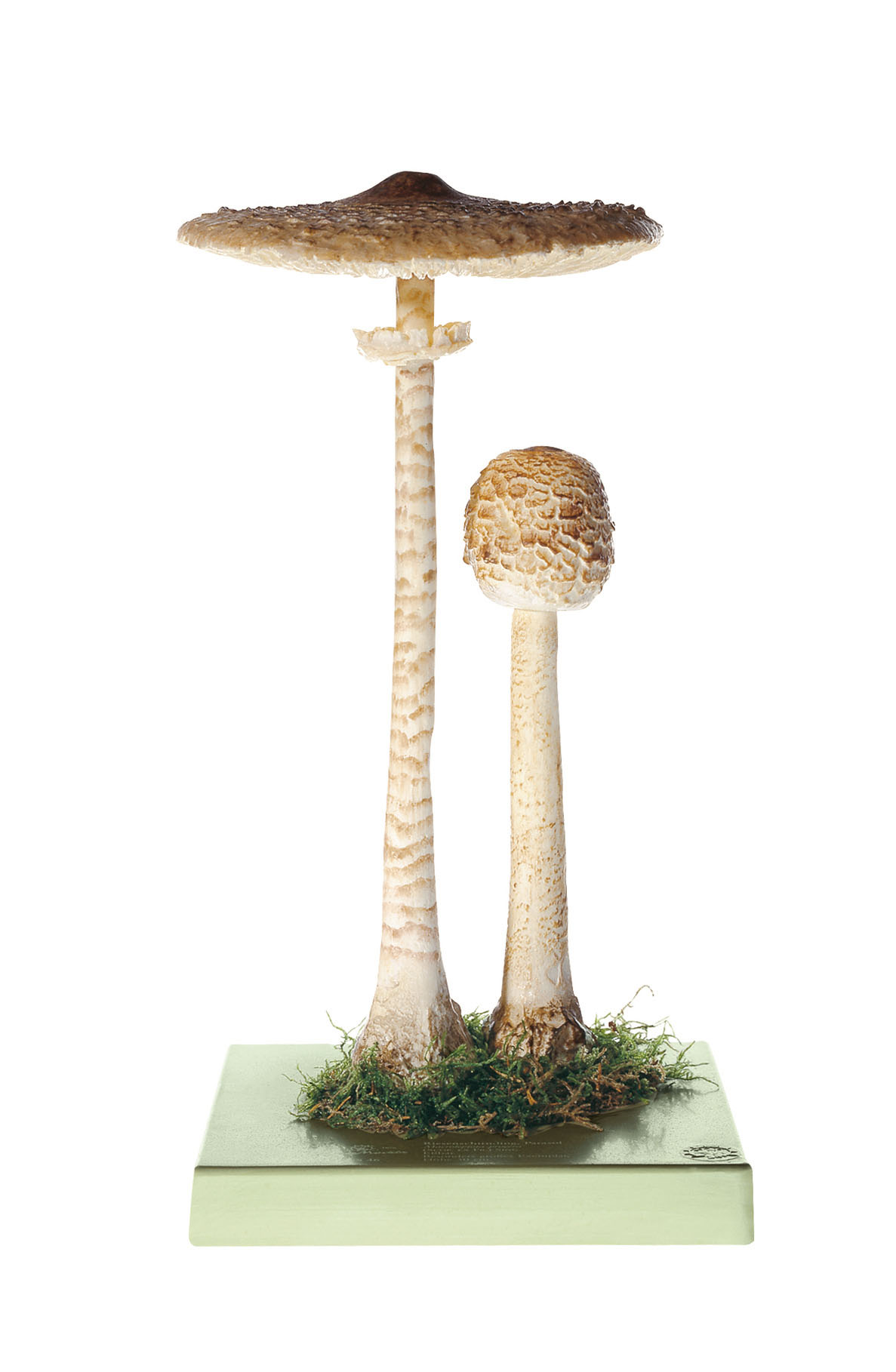Parasol Mushroom - Adam,Rouilly