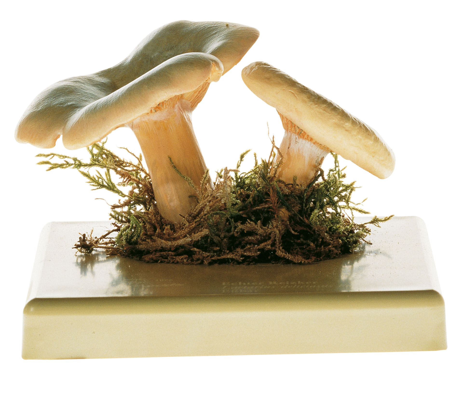 Saffron Milkcap - Adam,Rouilly