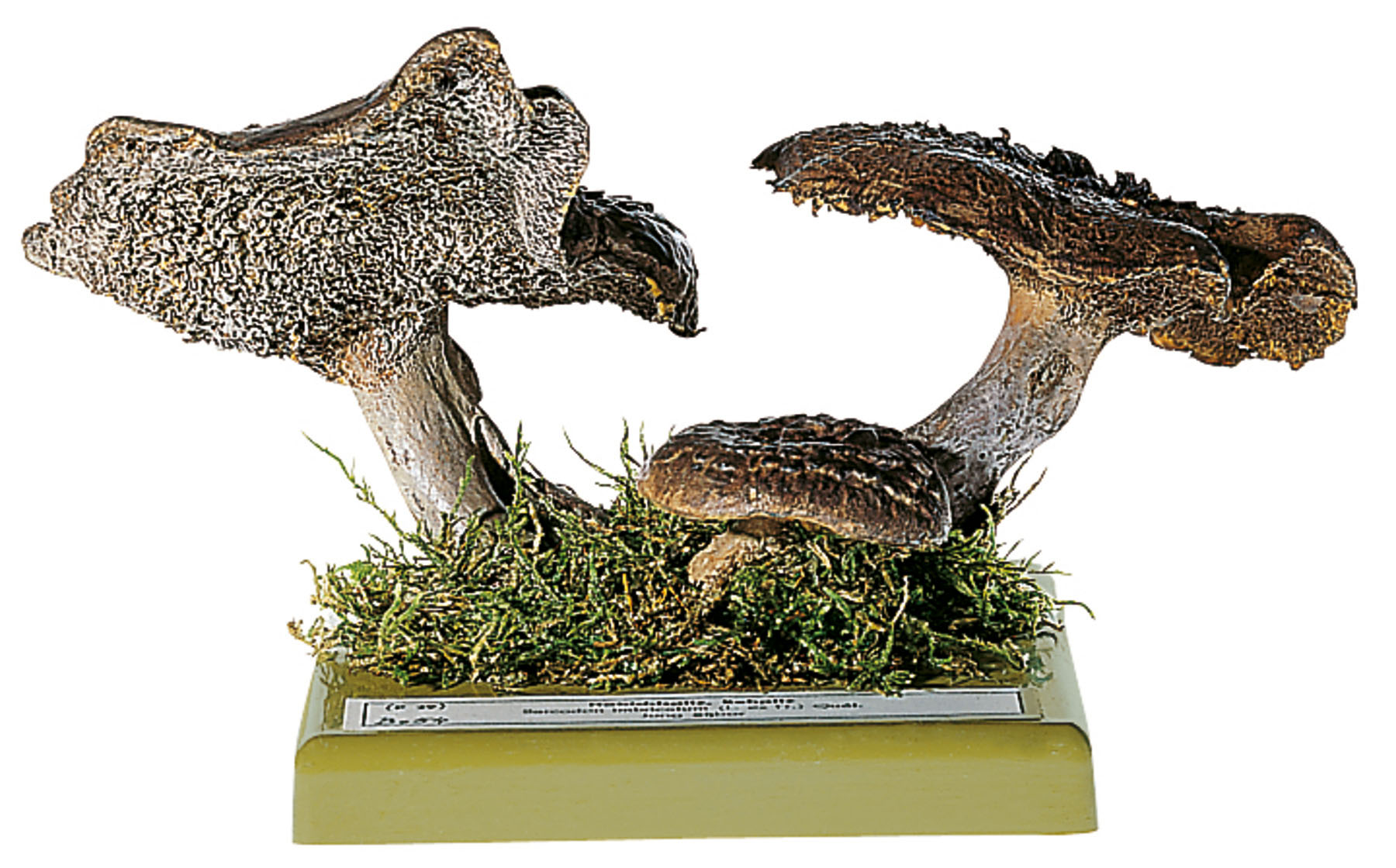 Shingled Hedgehog - Adam,Rouilly