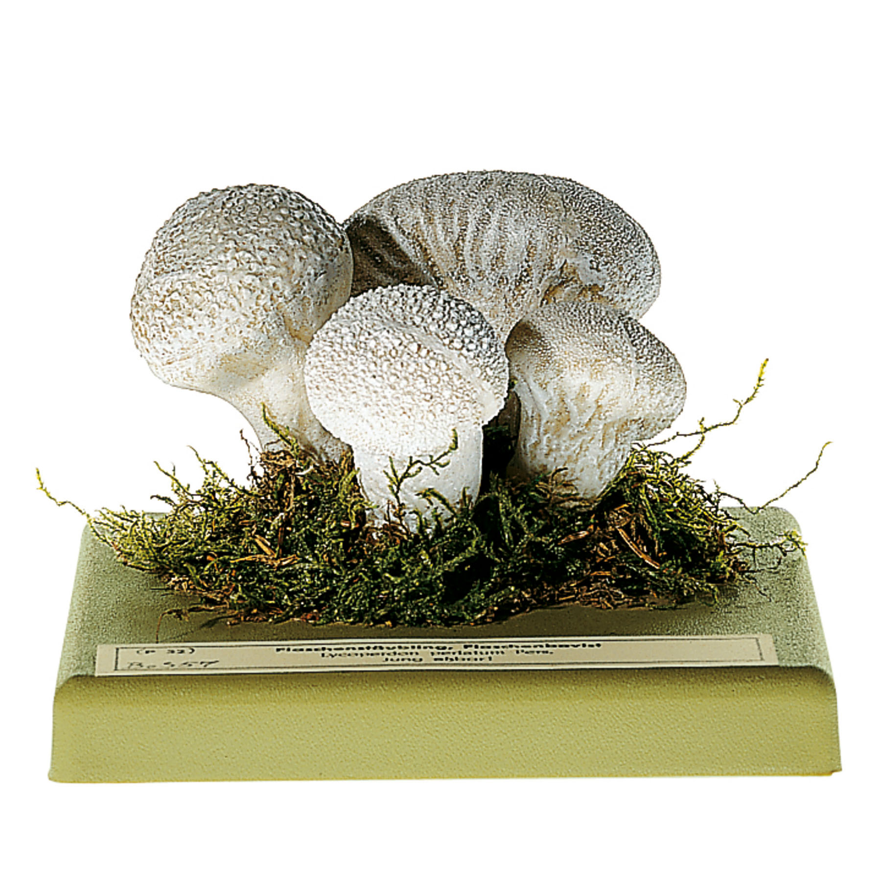 Common Puffball - Adam,Rouilly