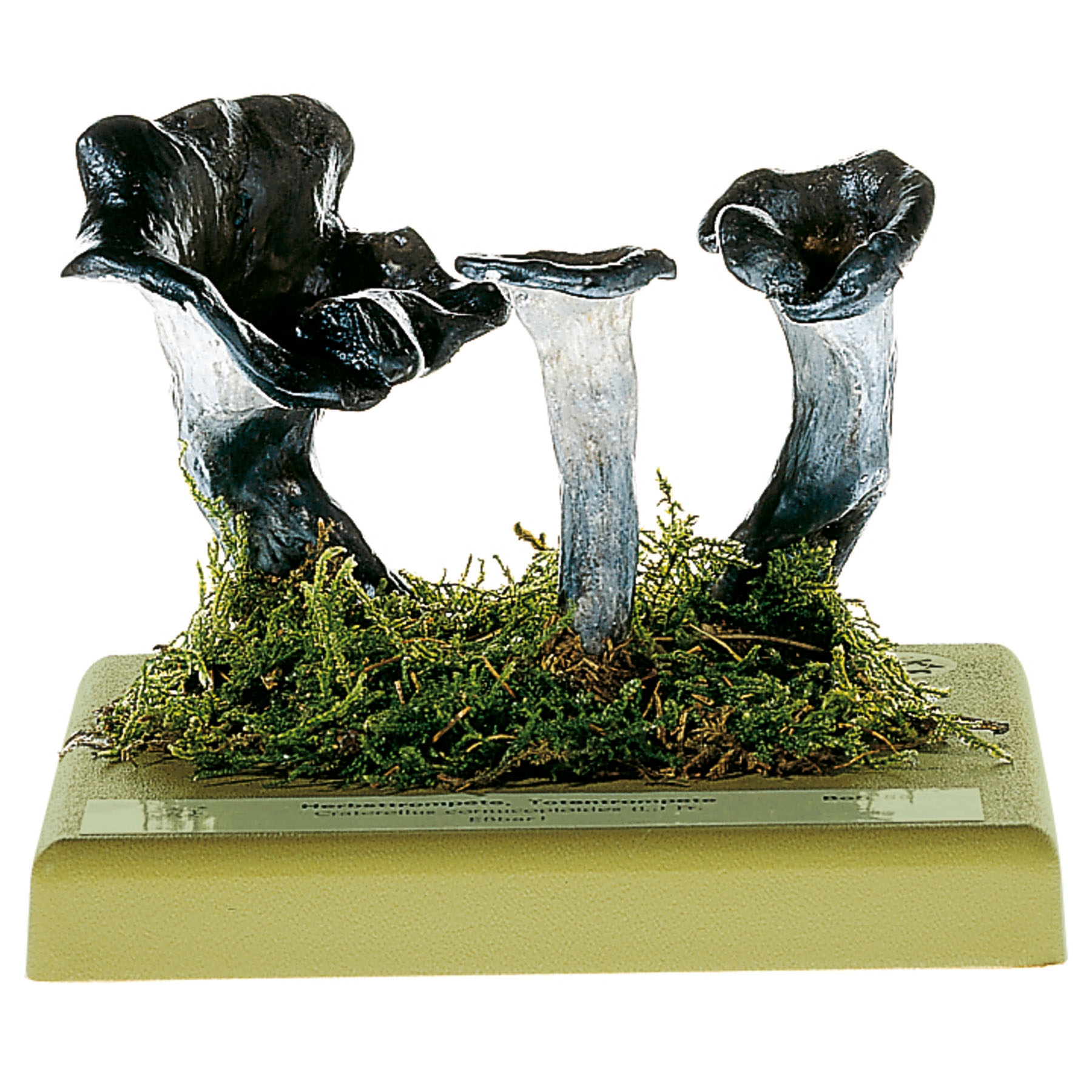 Horn of Plenty - Adam,Rouilly