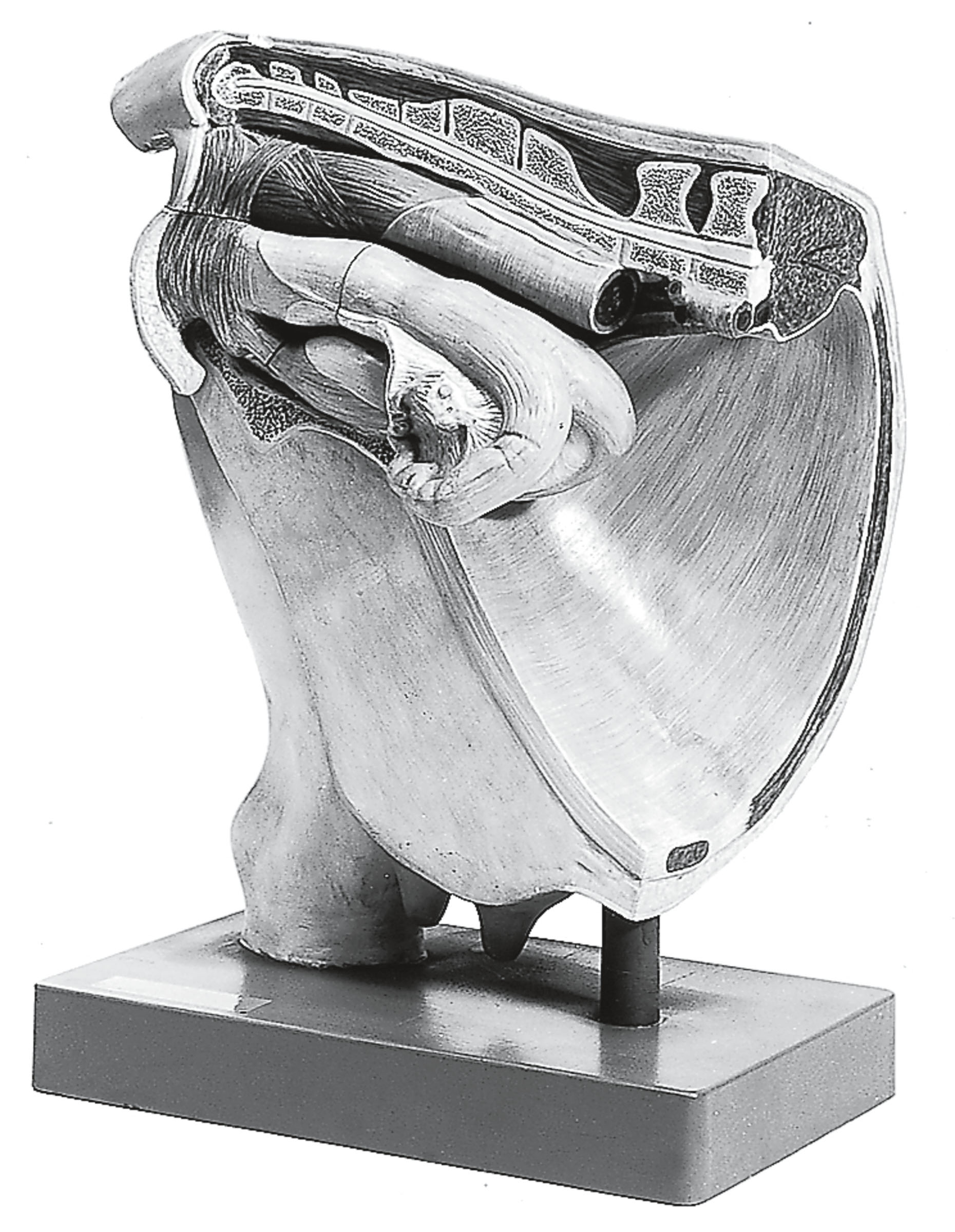 Cow - Female Pelvis Without Fetus - Adam,Rouilly