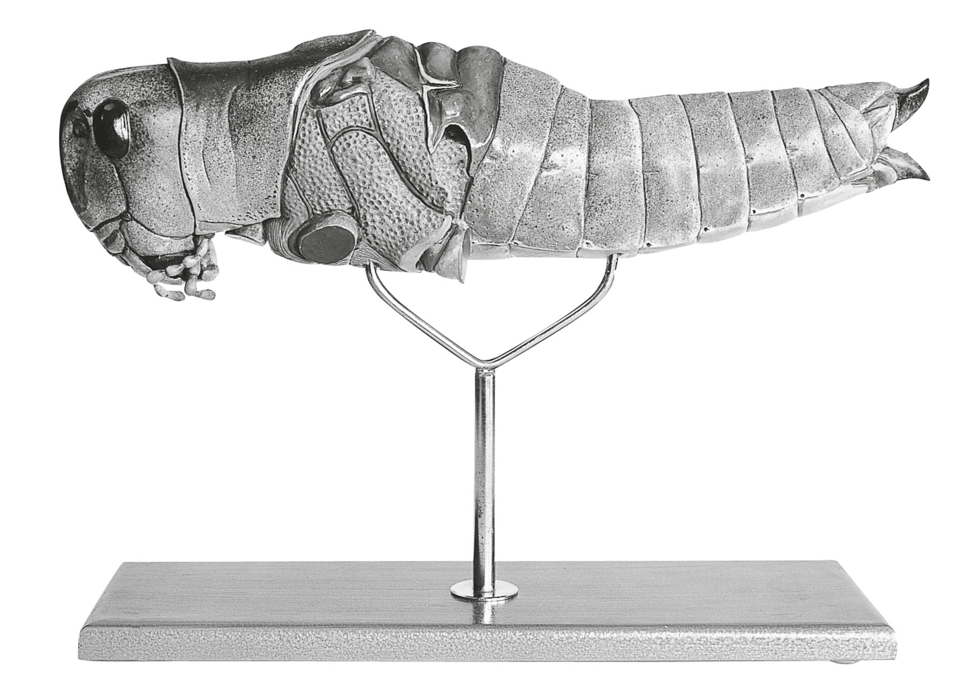 Model of the Egyptian Migratory Locust, Female - Adam,Rouilly