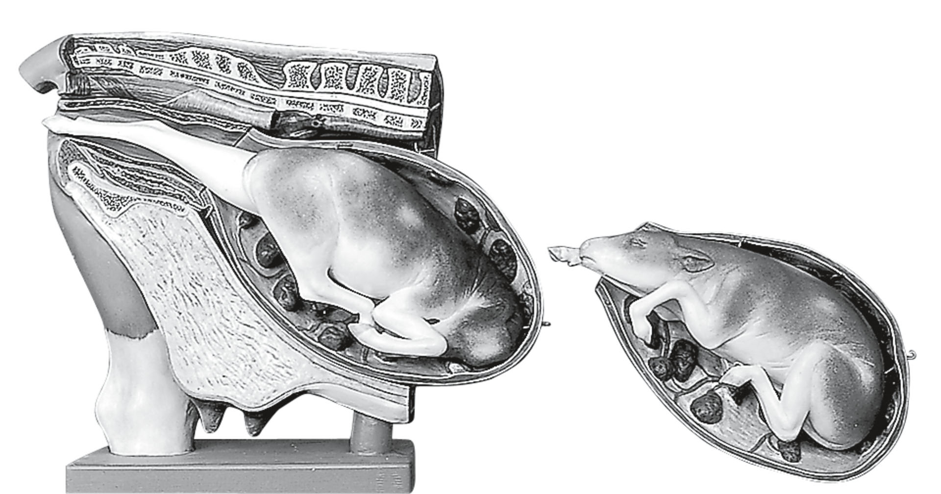 Cow - Female Pelvis With Interchangeable Uterus - Adam,Rouilly