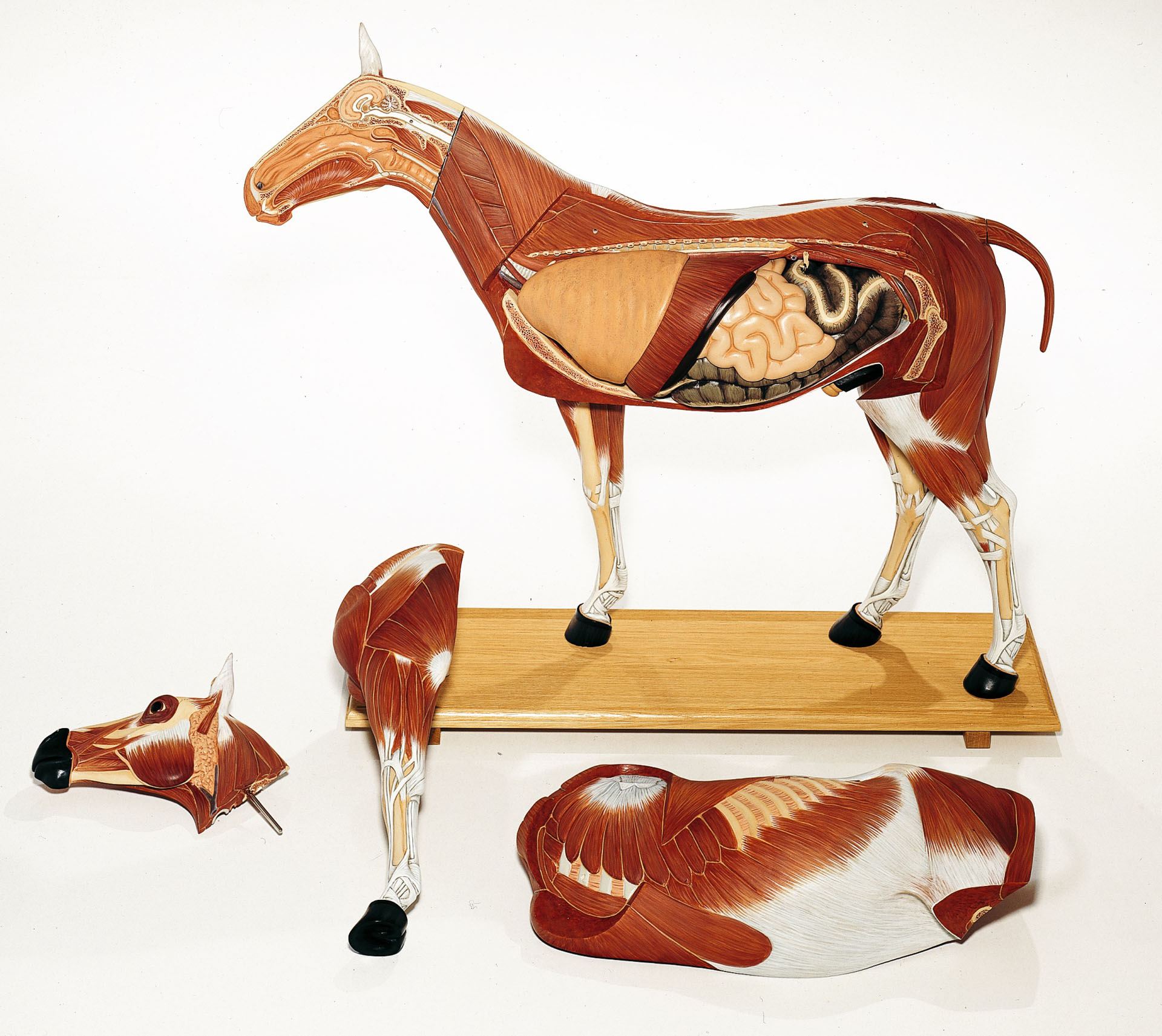 Horse - Adam,Rouilly