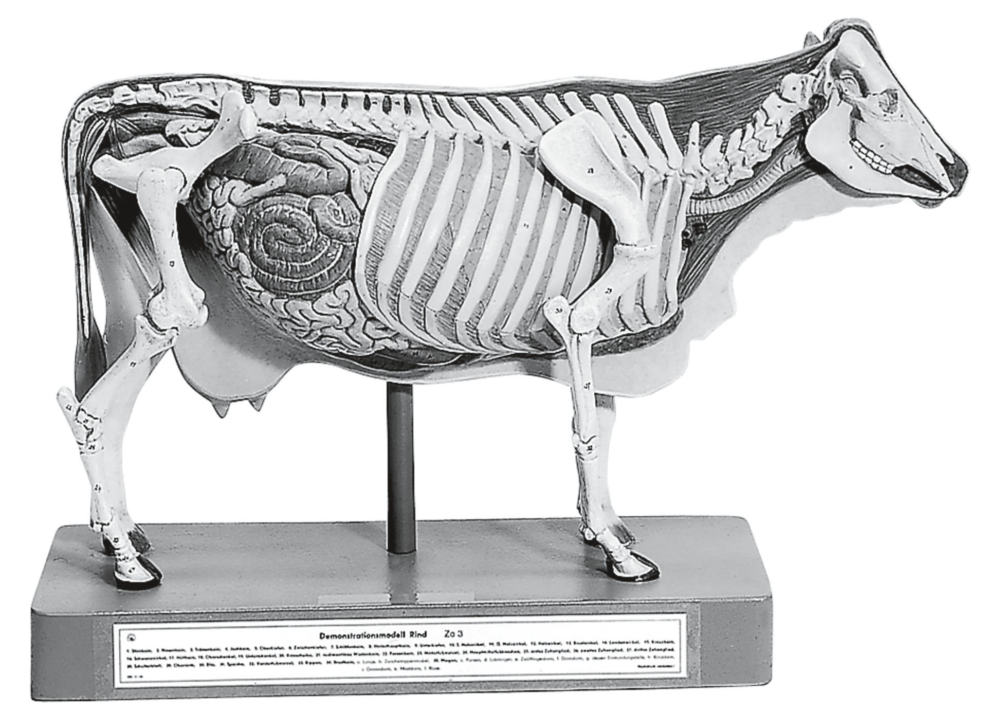 Demonstration Model of the Cow - Adam,Rouilly
