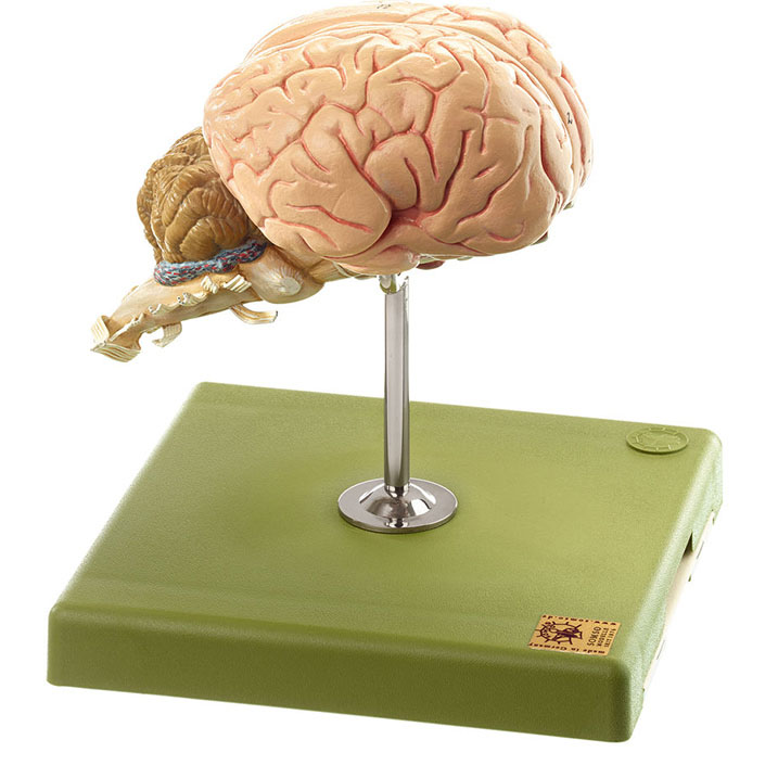 Brain of the Horse - Adam,Rouilly