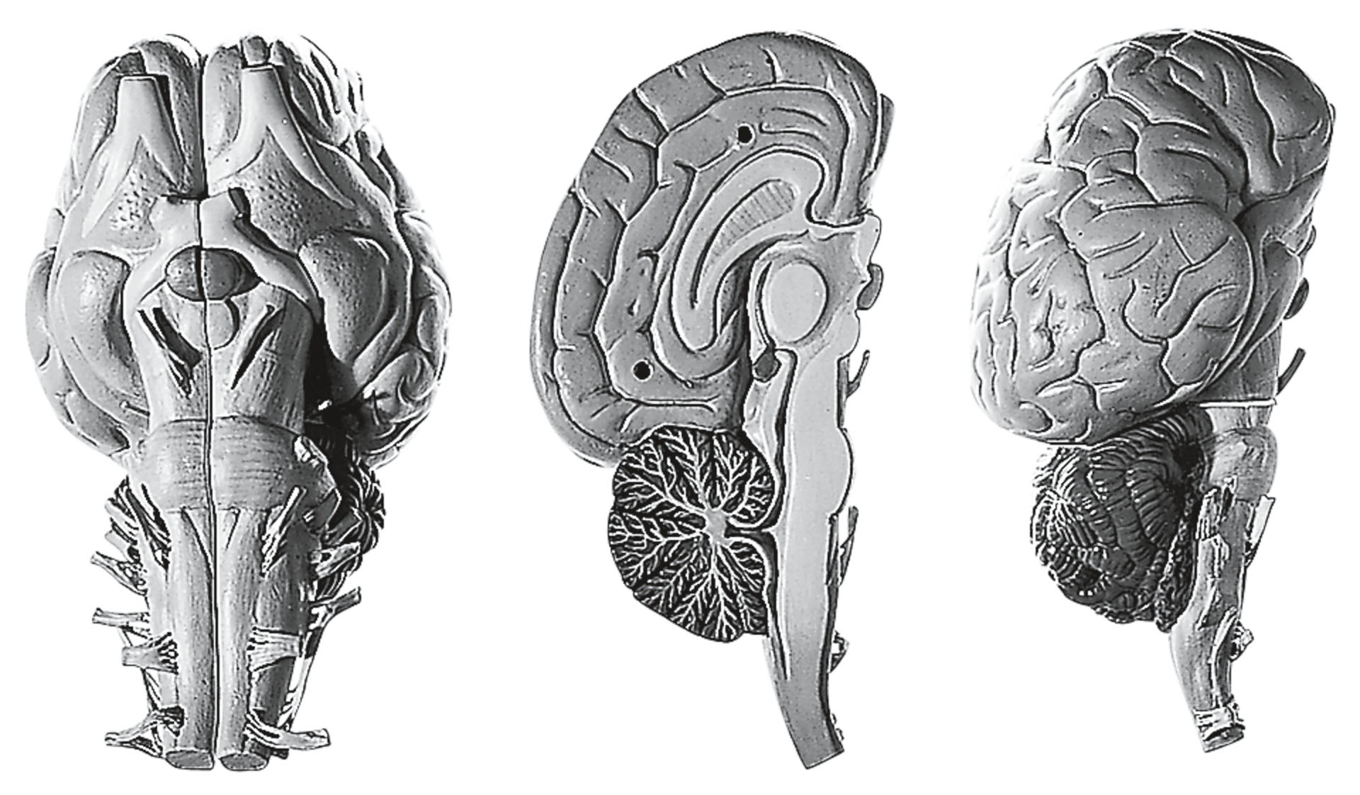 Brain of the Horse - Adam,Rouilly