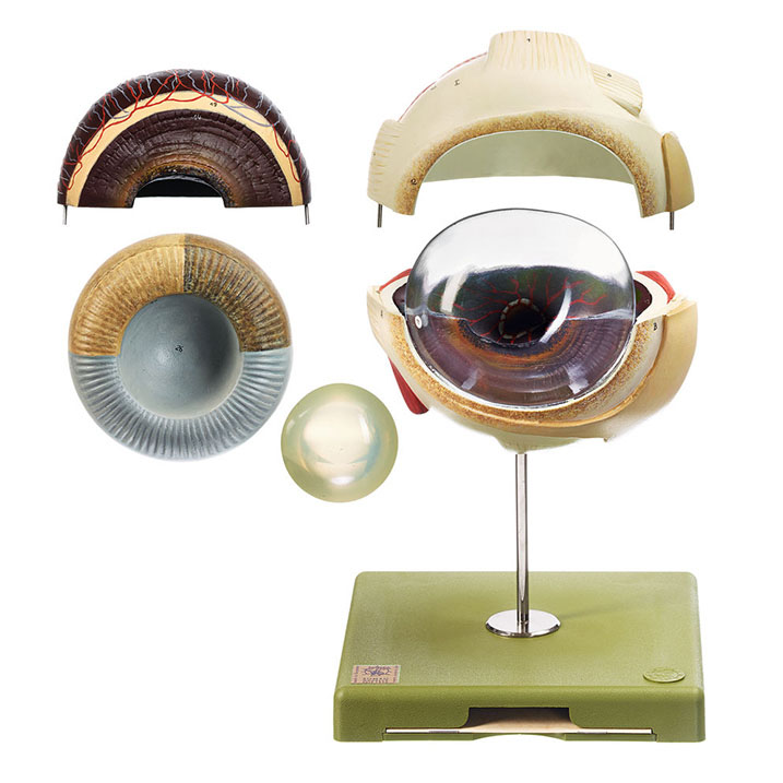 Eyeball of the Horse - Adam,Rouilly