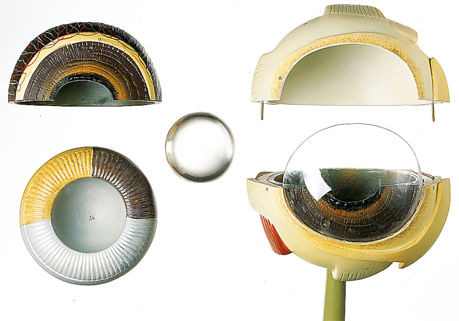 Eyeball of the Horse - Adam,Rouilly