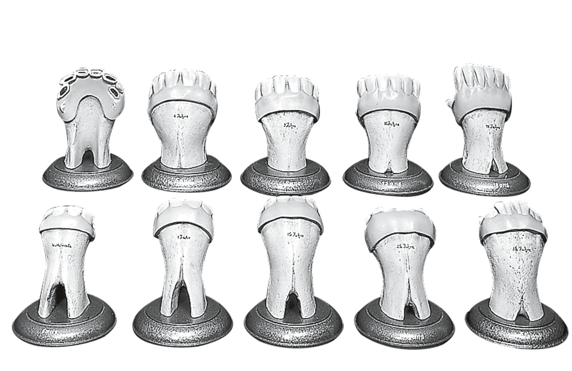 Sets of Teeth of a Horse - Adam,Rouilly