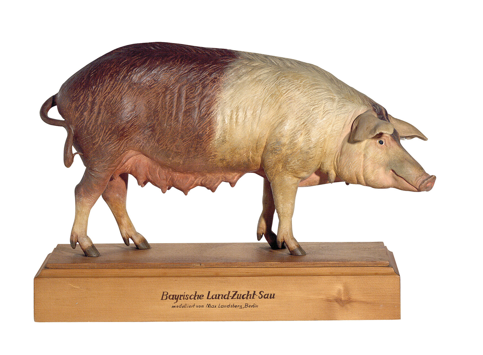 Bavarian Breeding Pig | Adam,Rouilly