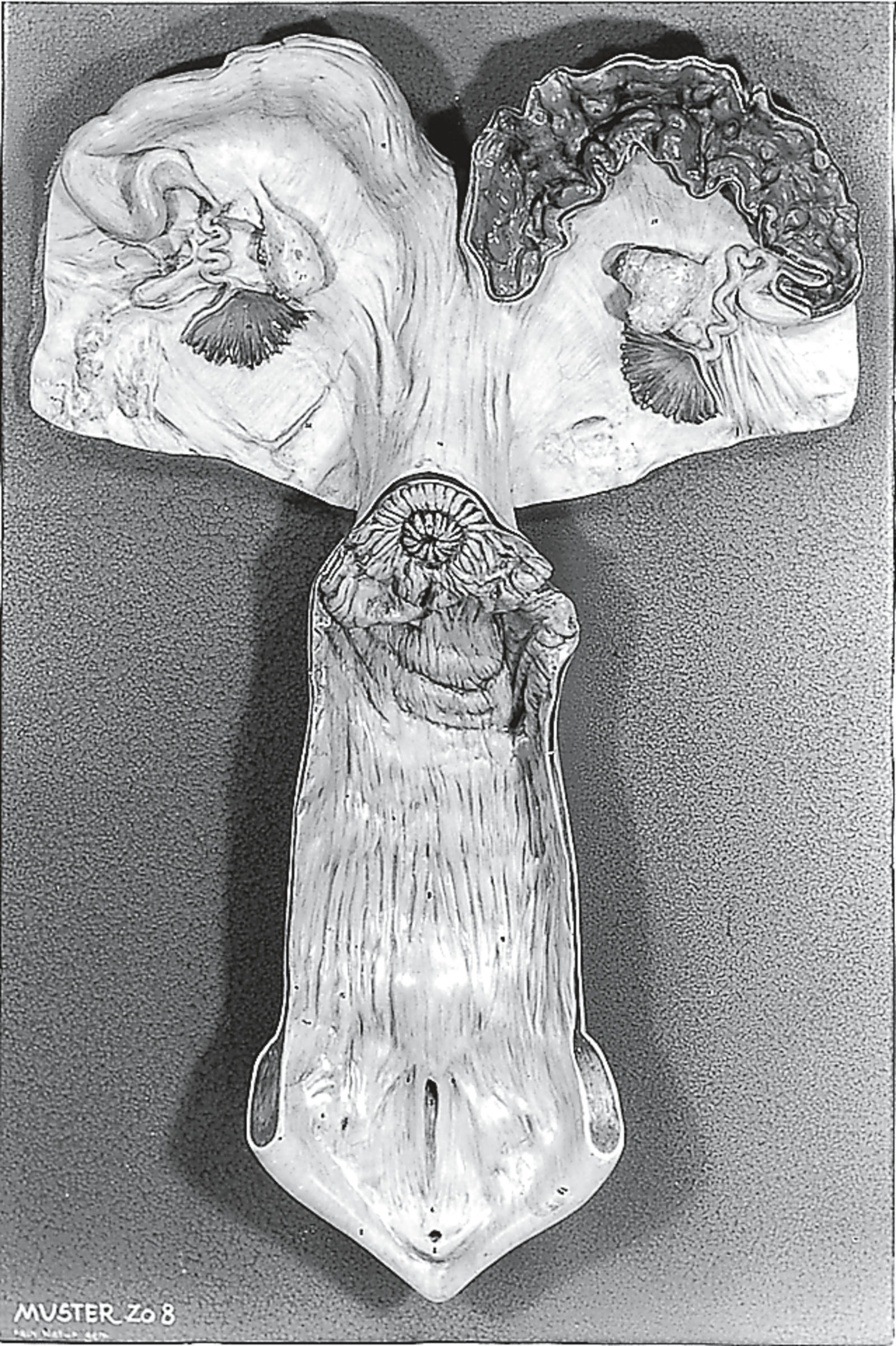 Female Genital Organs of the Cow - Adam,Rouilly