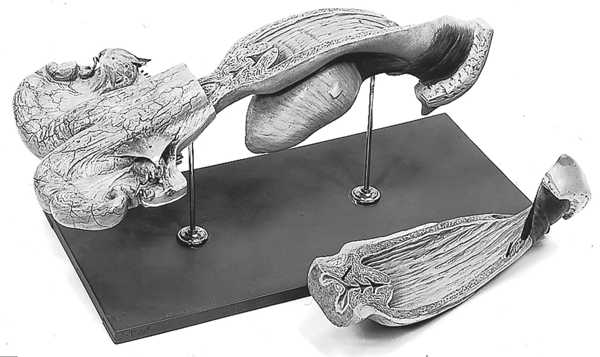 Female Genital Organs of the Cow - Adam,Rouilly