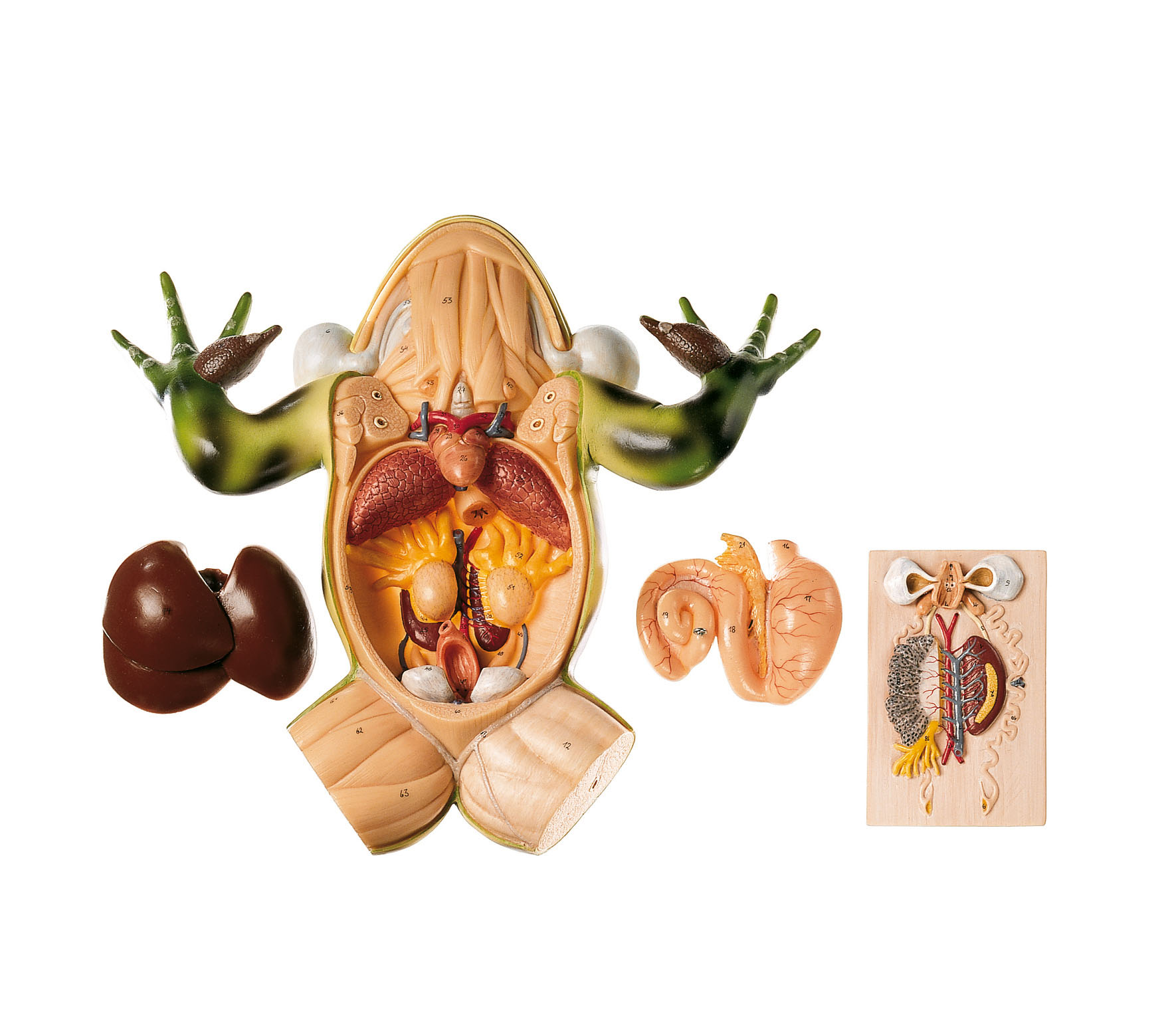 Edible Frog - Adam,Rouilly