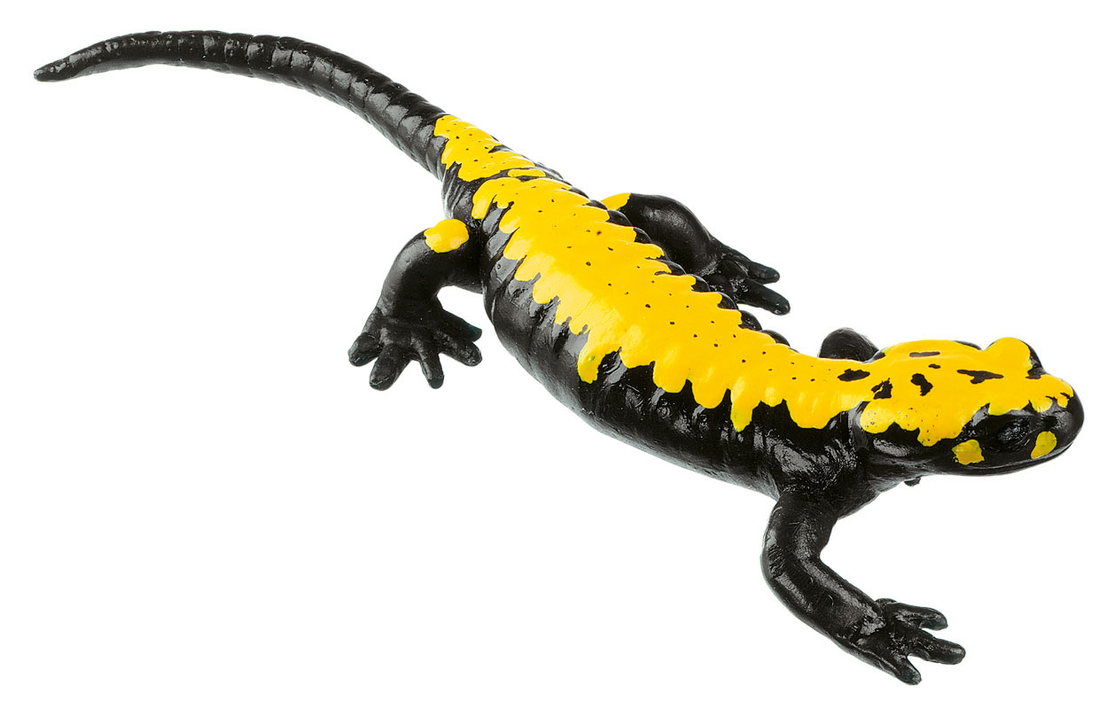 Golden Alpine Salamander - Adam,Rouilly