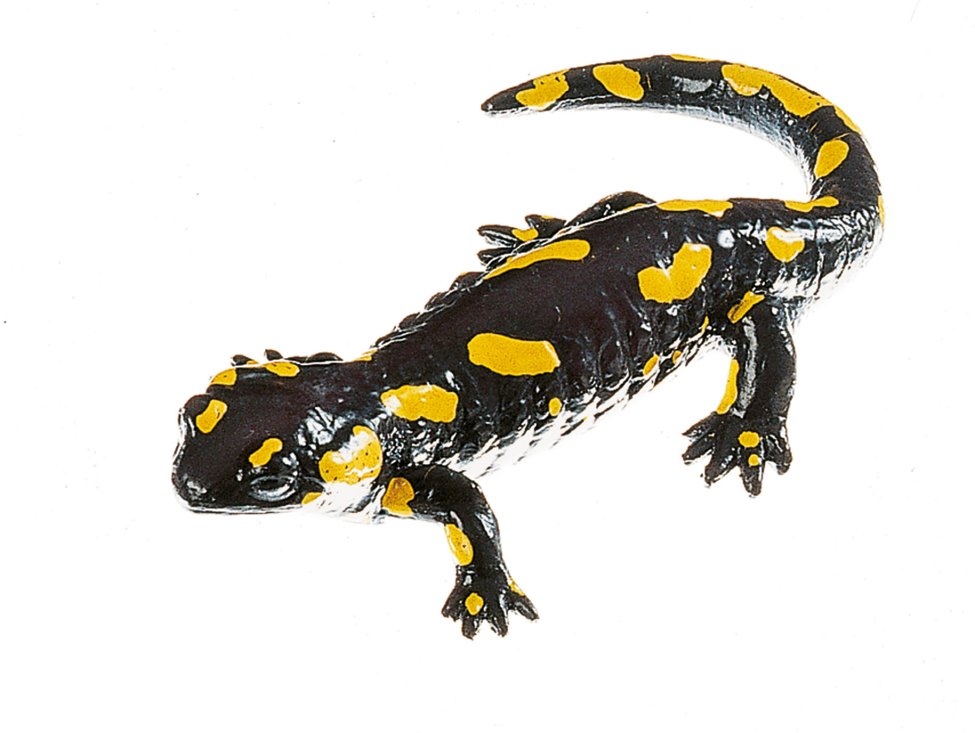 Spotted Fire Salamander, Female - Adam,Rouilly
