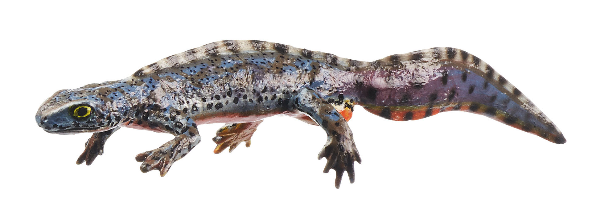 Alpine Newt in Its Aquatic Form, Male - Adam,Rouilly